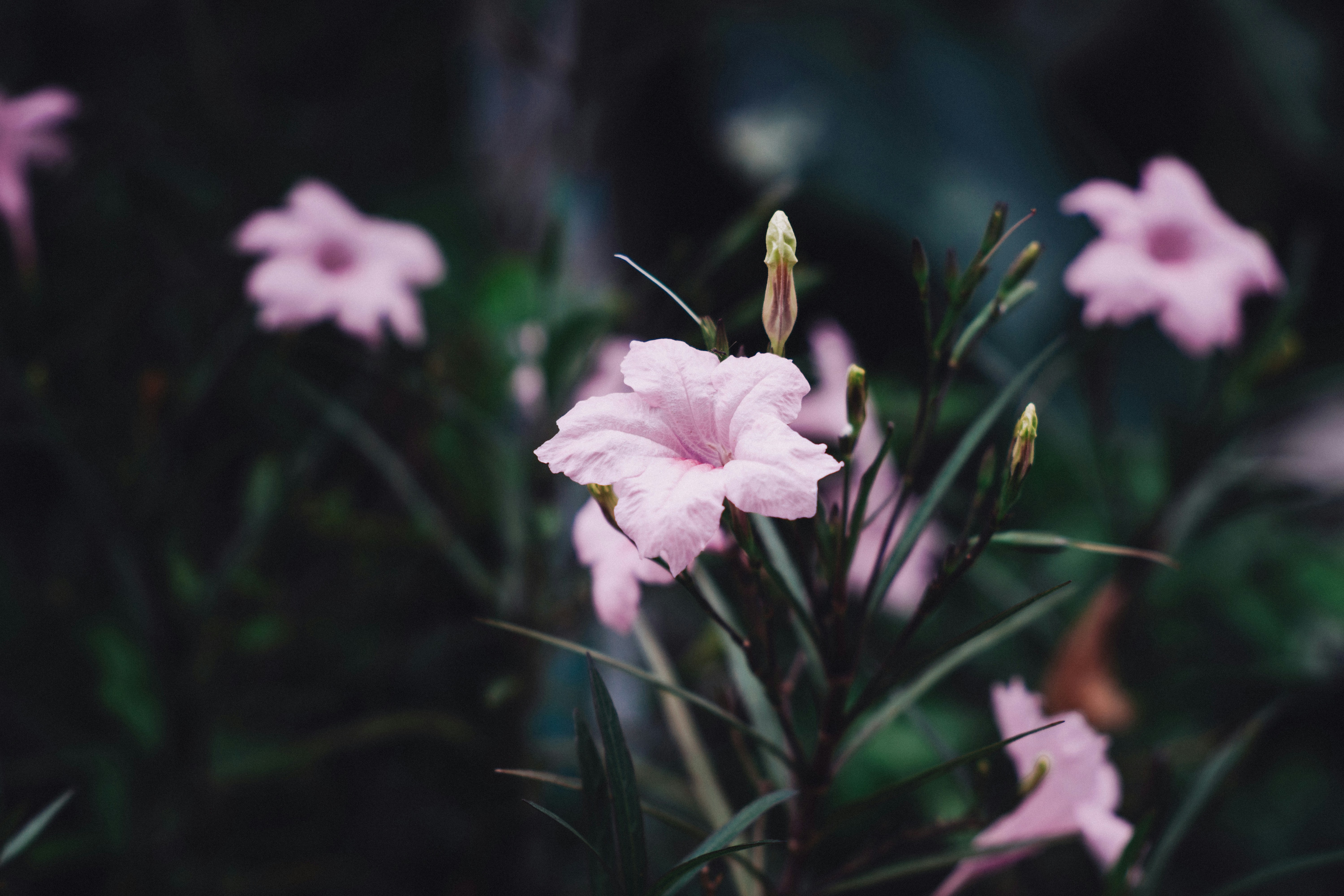 Delicate pink flowers emerge amidst lush green foliage, creating a serene and tranquil atmosphere.