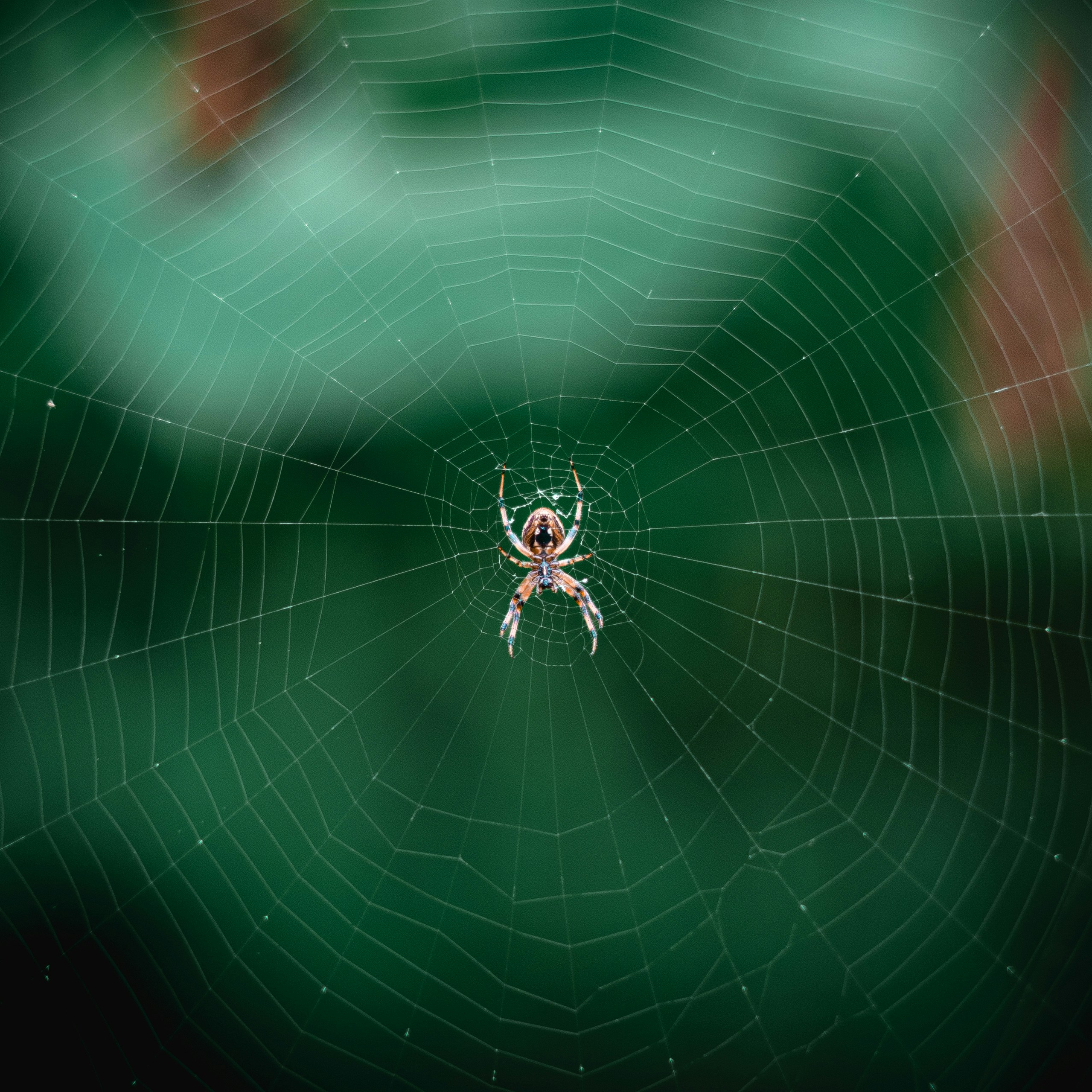 Web Weaver's Domain: A Spider's Intricate Masterpiece