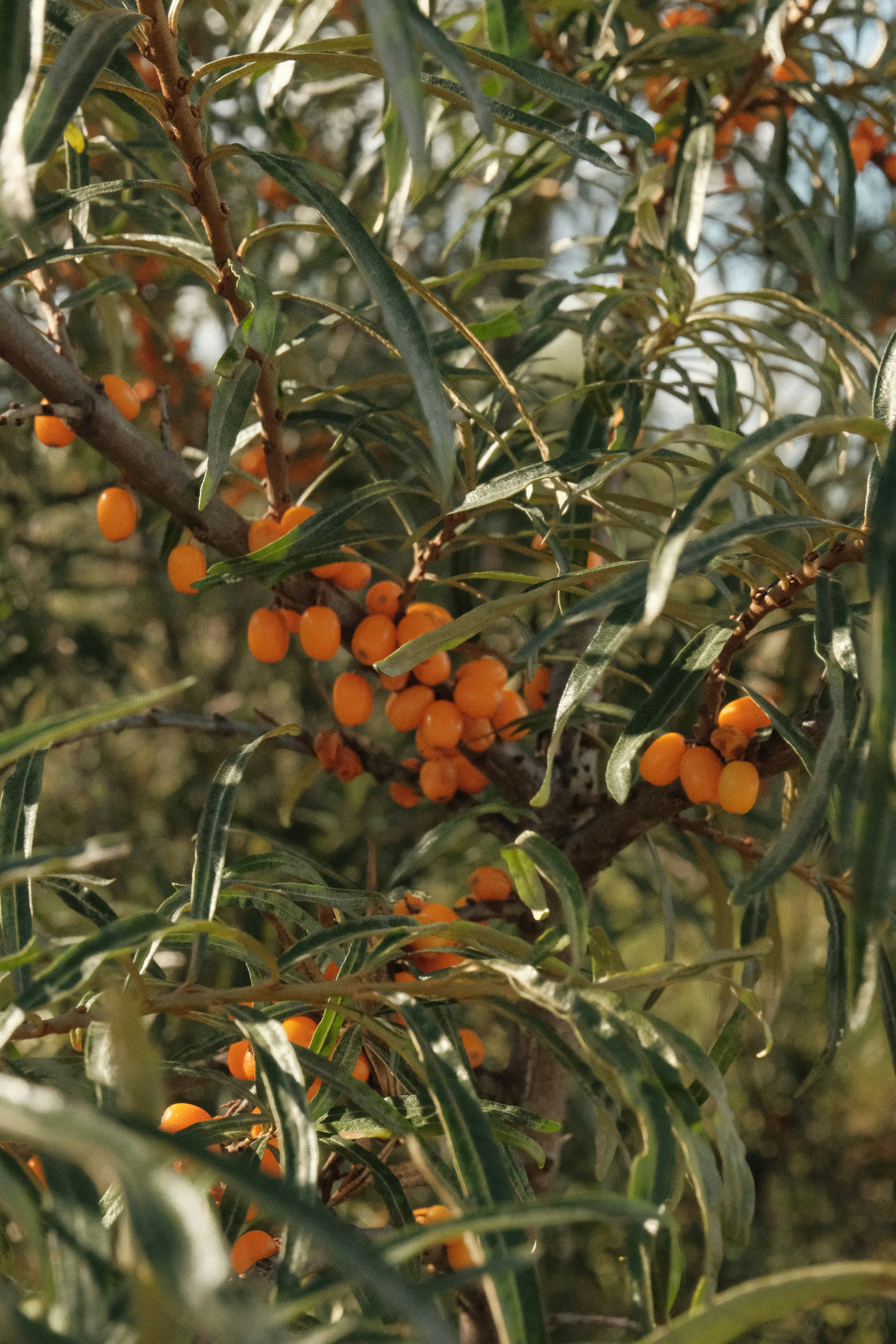 Clusters of vibrant orange berries nestled among lush green leaves, showcasing the beauty of nature's bounty.