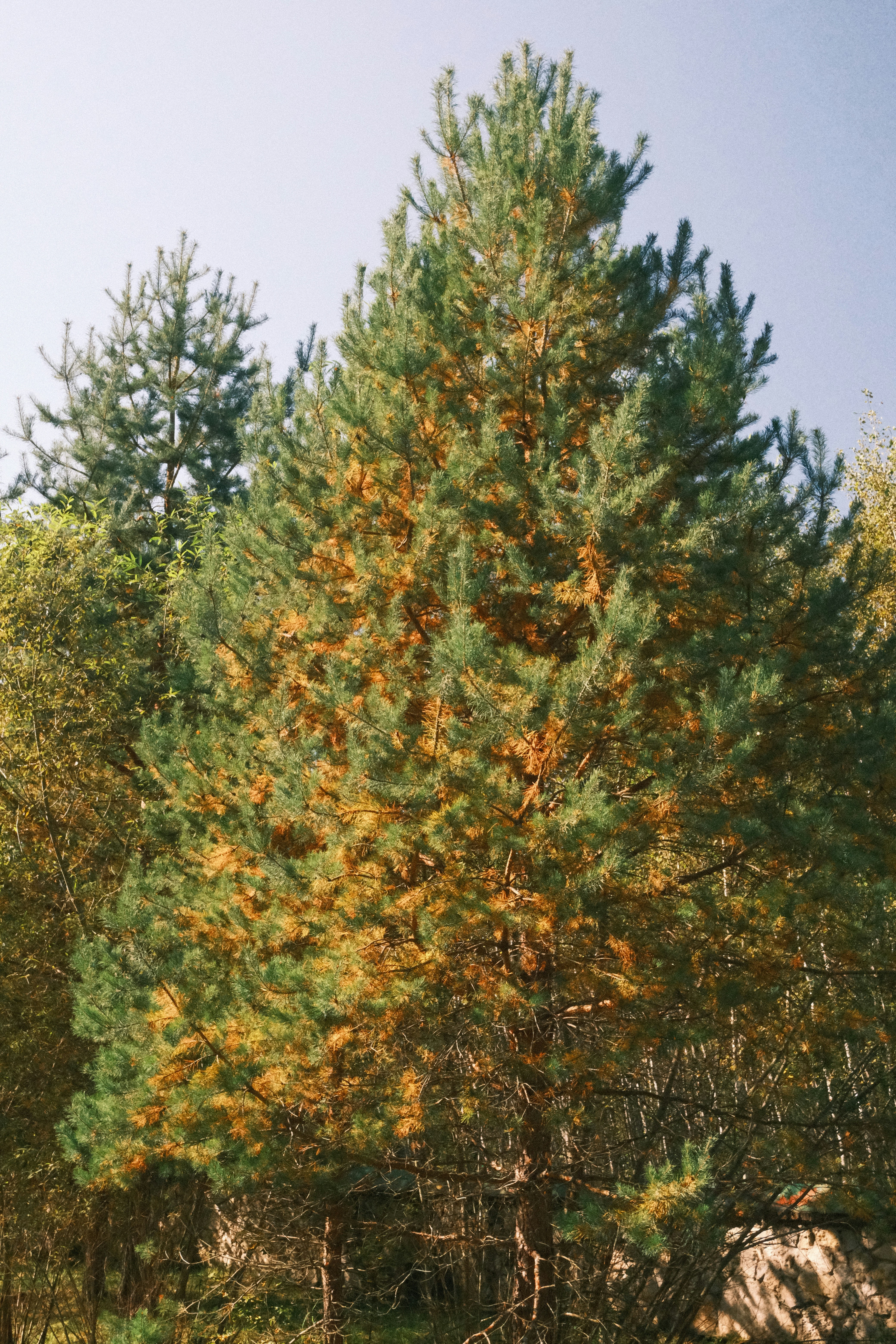 Tall pine tree with yellowing needles in forest.