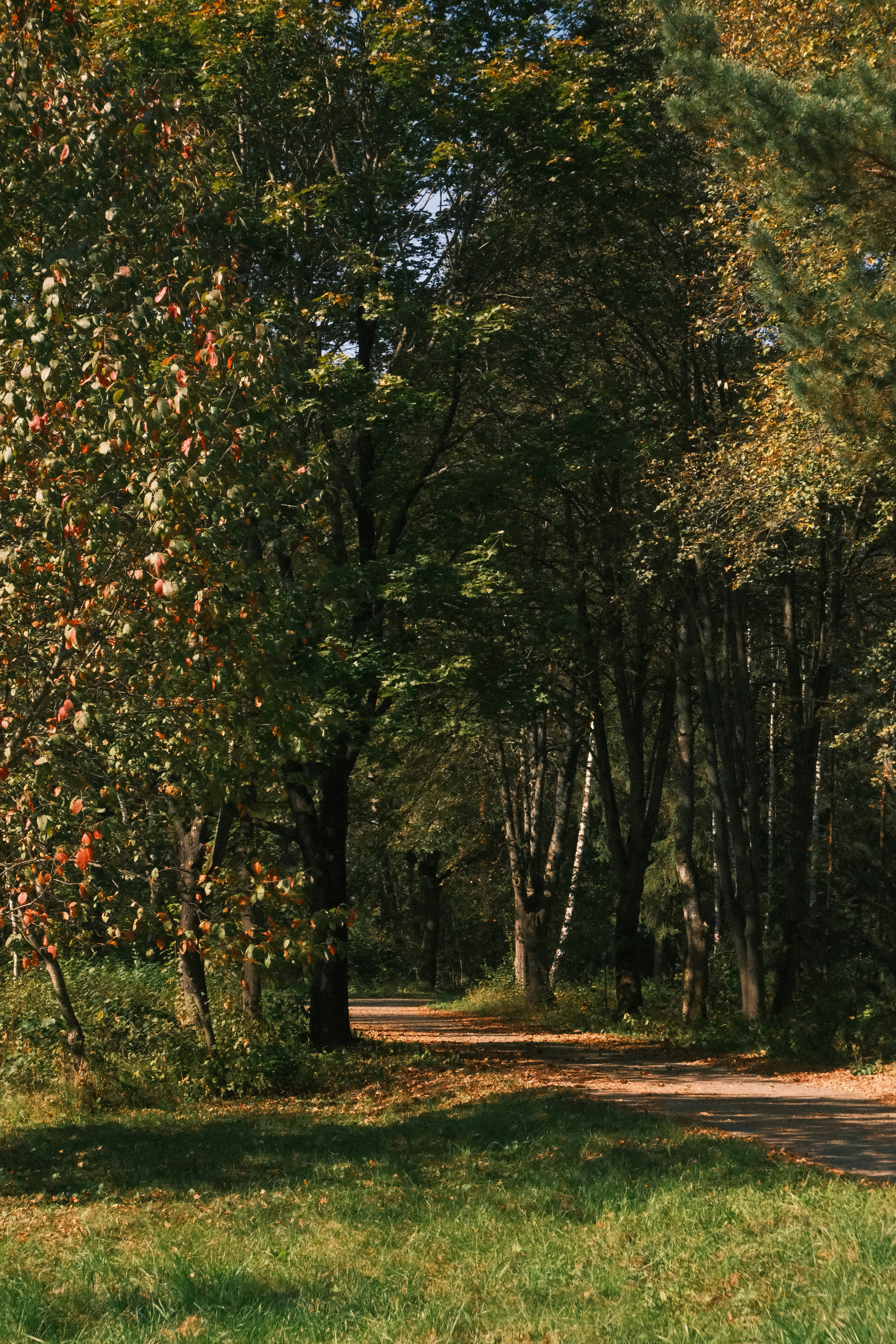Whispers of Autumn: A Serene Pathway