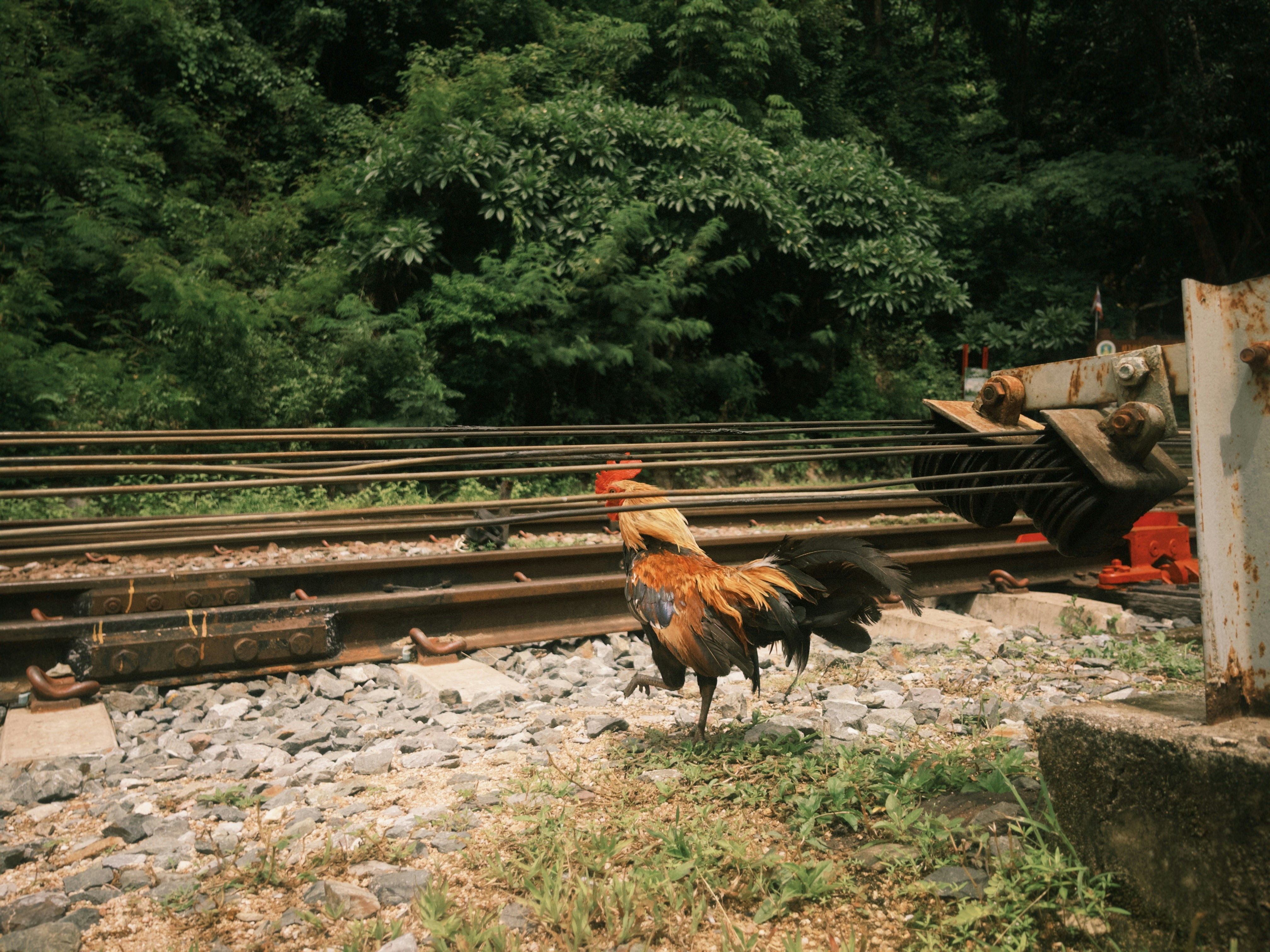 A Rooster's Journey Along the Tracks