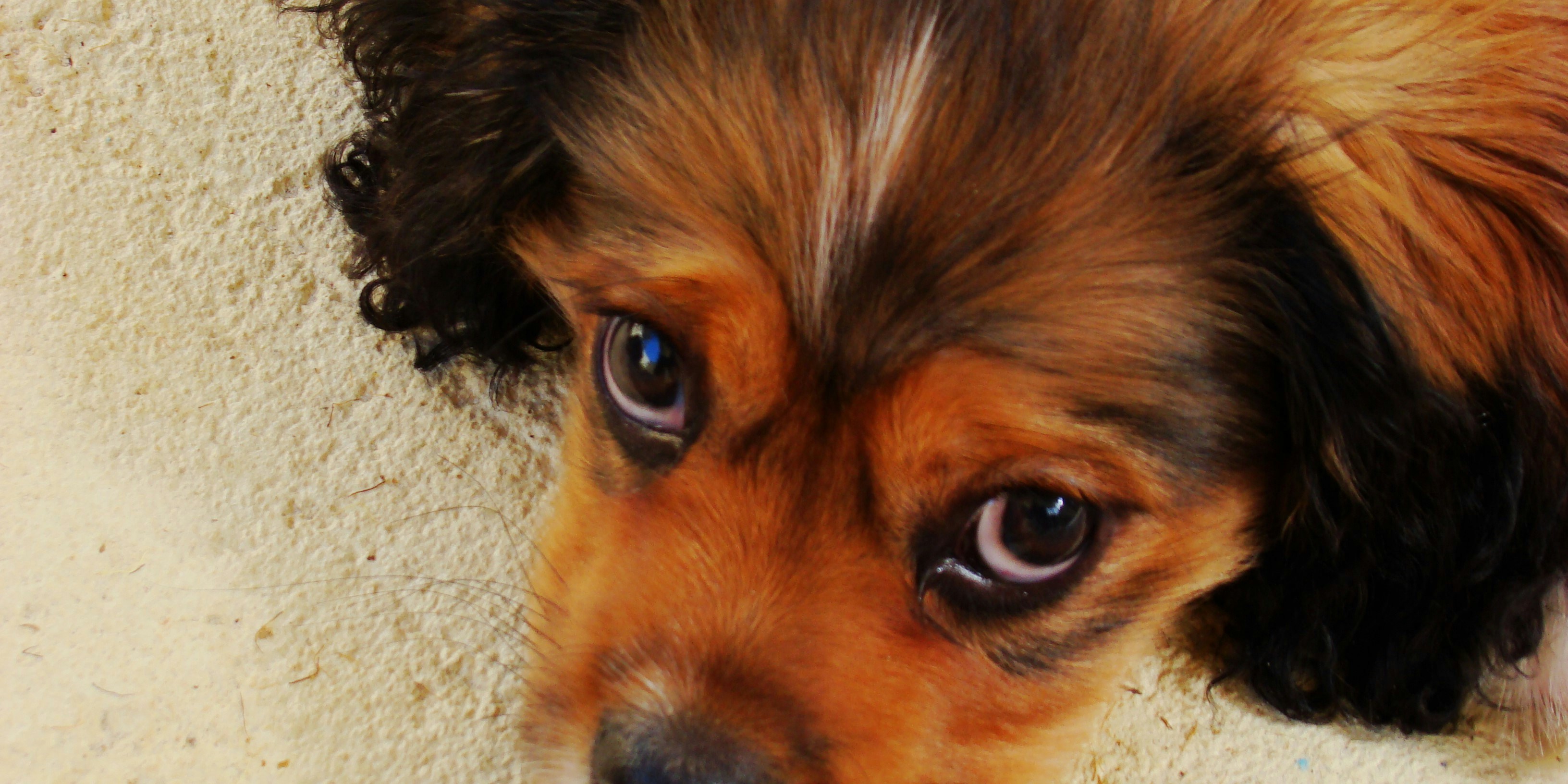 Close-up of a dog's expressive face, showcasing its large, soulful eyes and soft fur against a textured background.