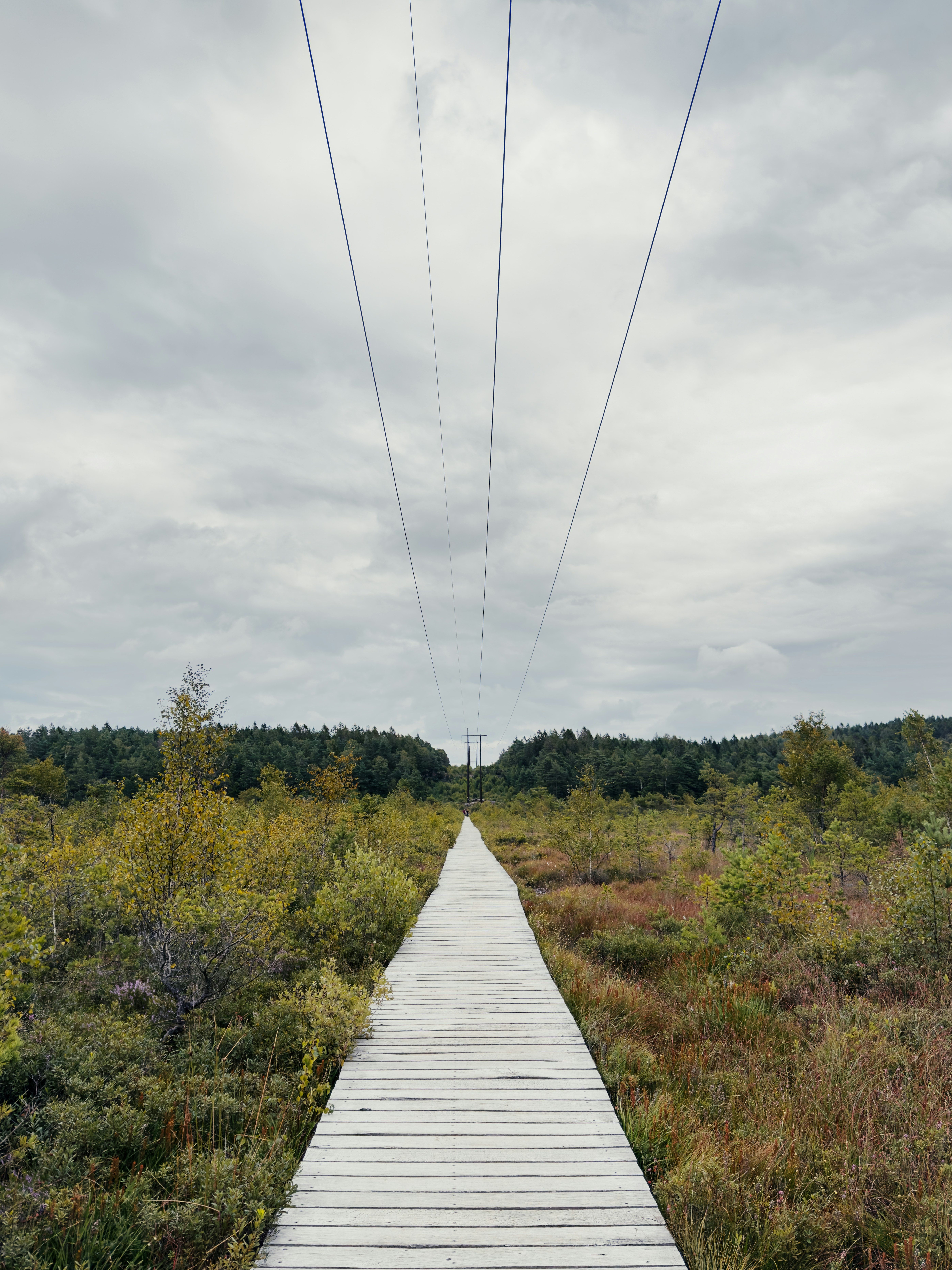 Pathway Through Nature's Tapestry