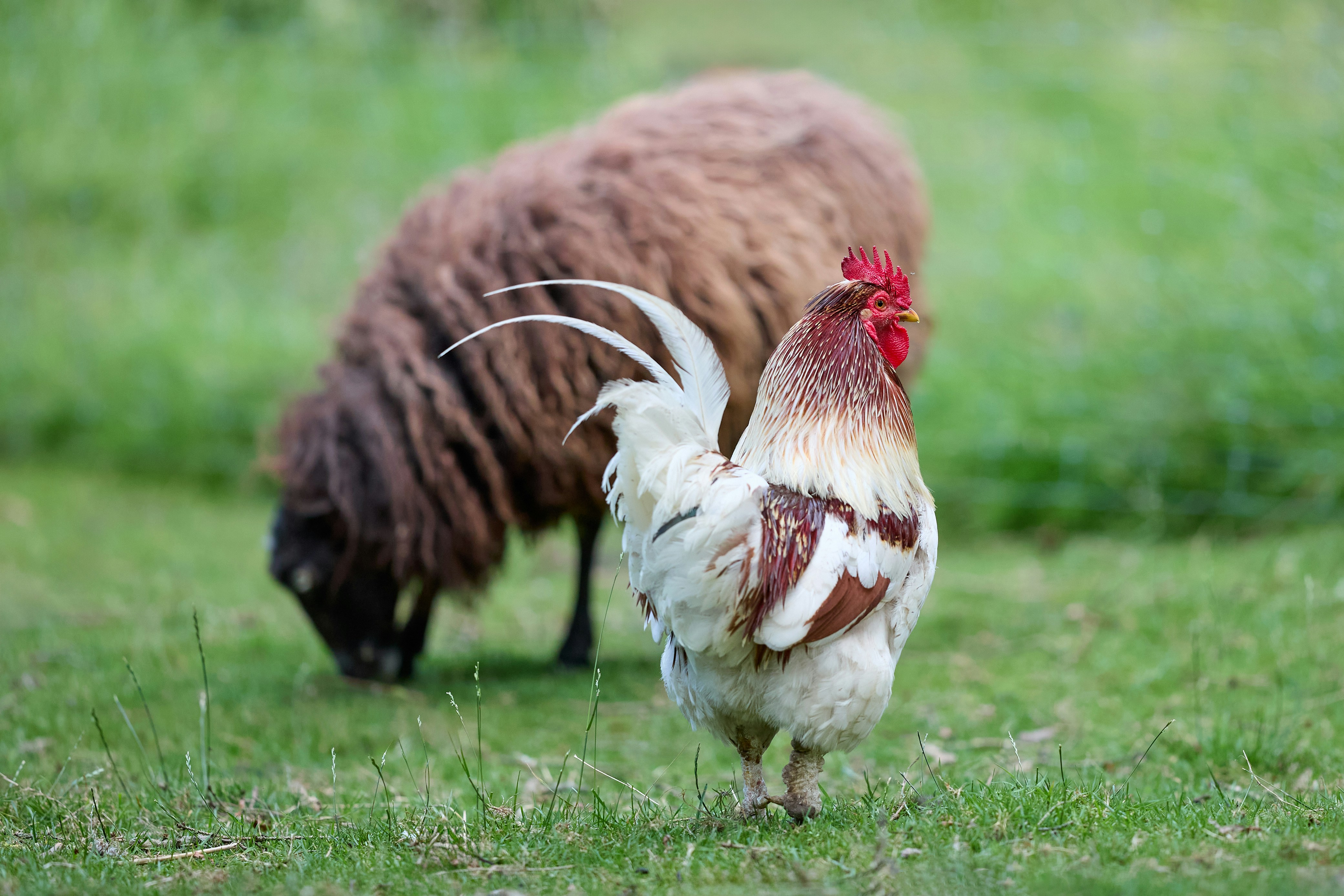 Harmony in the Pasture: A Rooster and Its Companion
