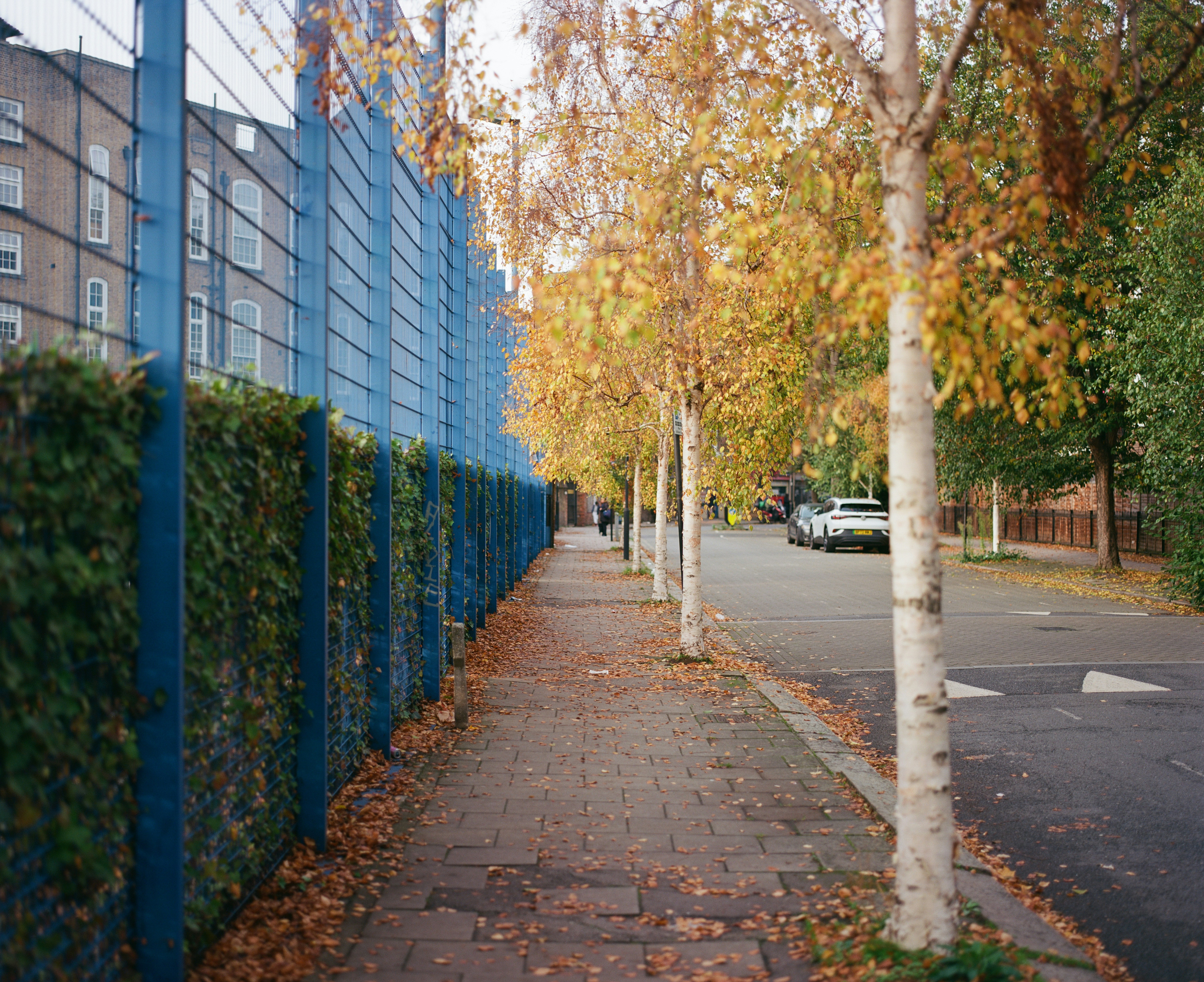 Autumn afternoon in a London neighborhood, capturing vibrant foliage and serene streets.