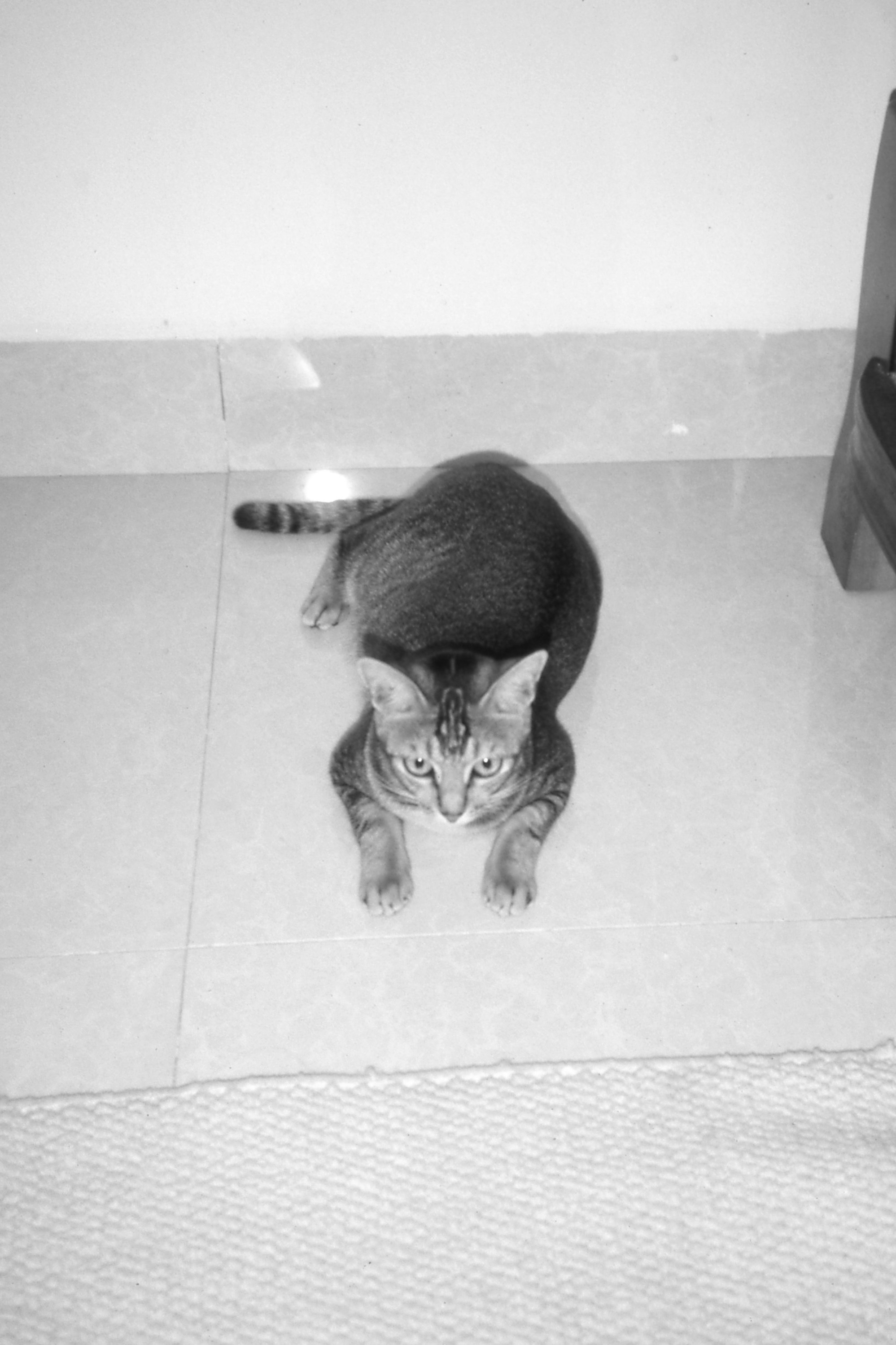 I can't see the difference between her and a frog when she acts like this. | A tabby cat crouches on a tiled floor.