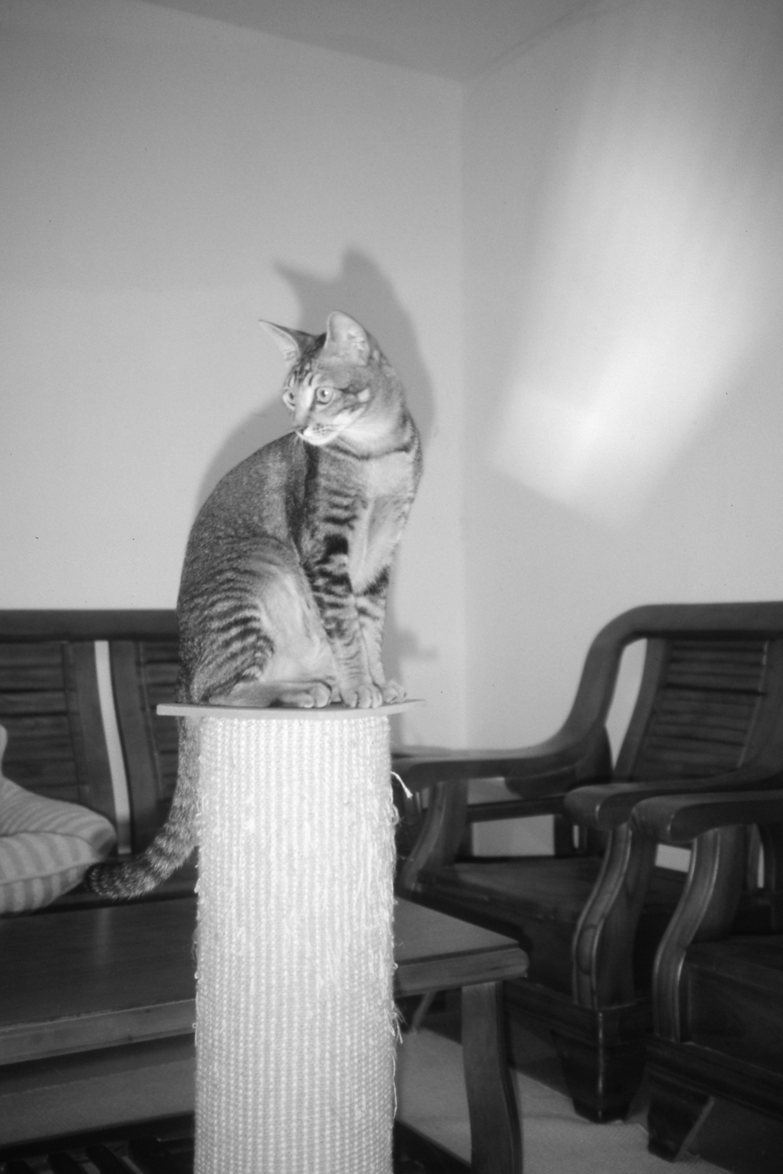 A tabby cat perched majestically on a scratching post, surveying its surroundings in a cozy living room setting.