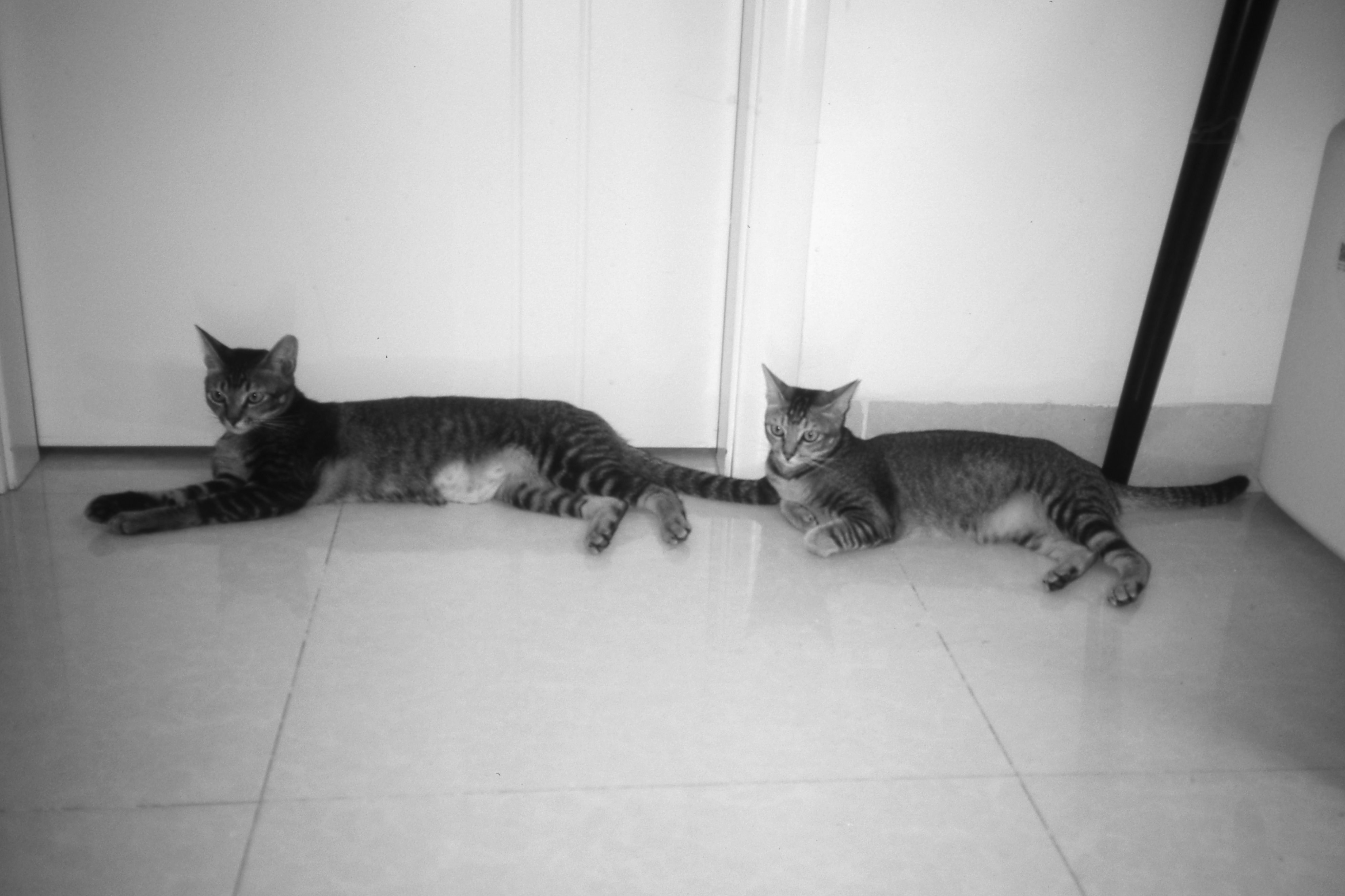 Two relaxed cats lounging side by side on a polished floor, creating a serene atmosphere in a minimalist setting.