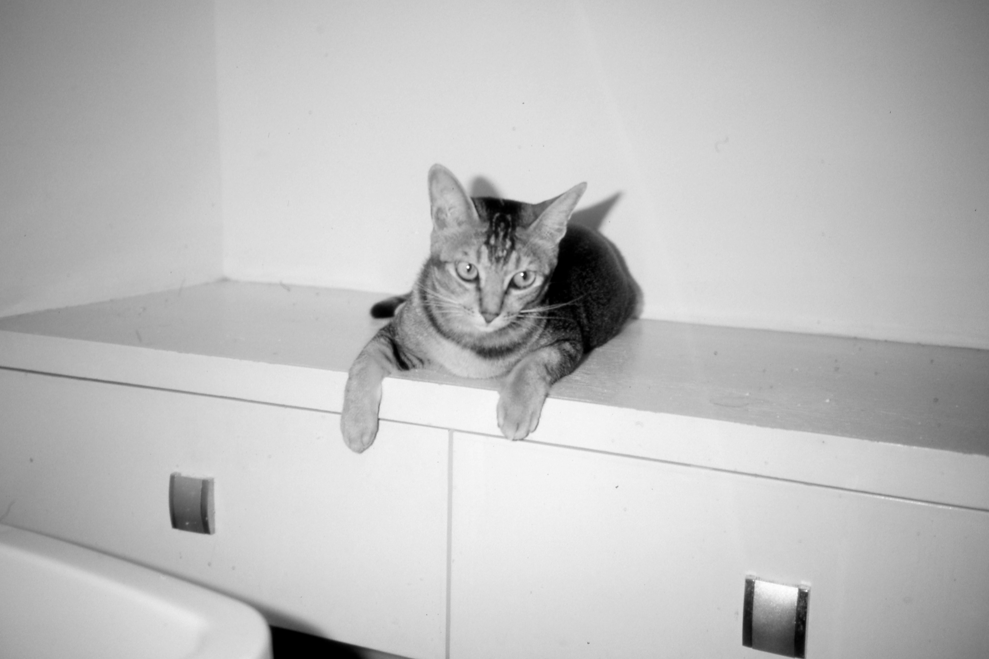 Gray tabby cat lounging on a sleek, white surface, exuding a relaxed demeanor in a minimalist setting.