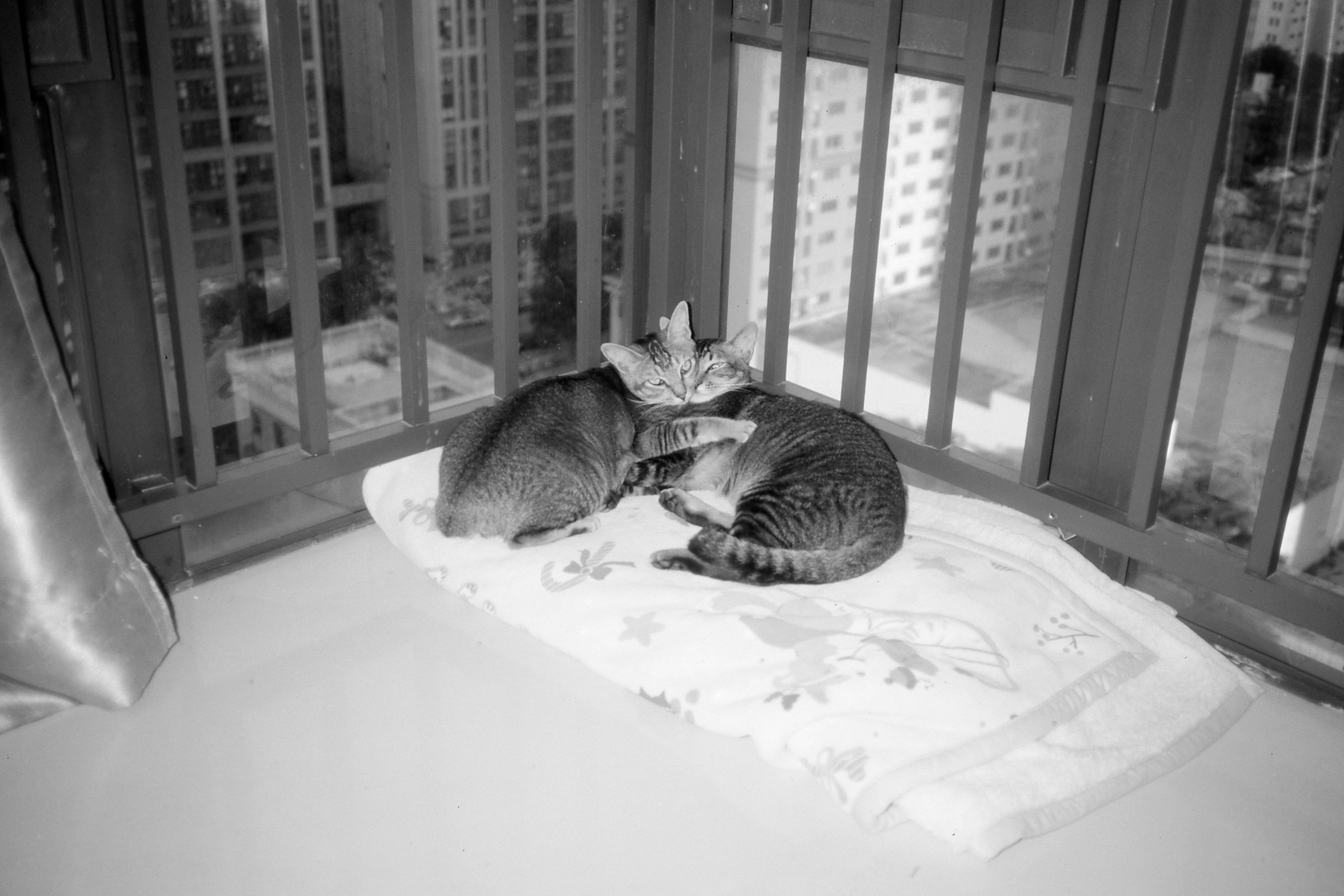 They like this corner. | Two cats resting together on a blanket near a window.