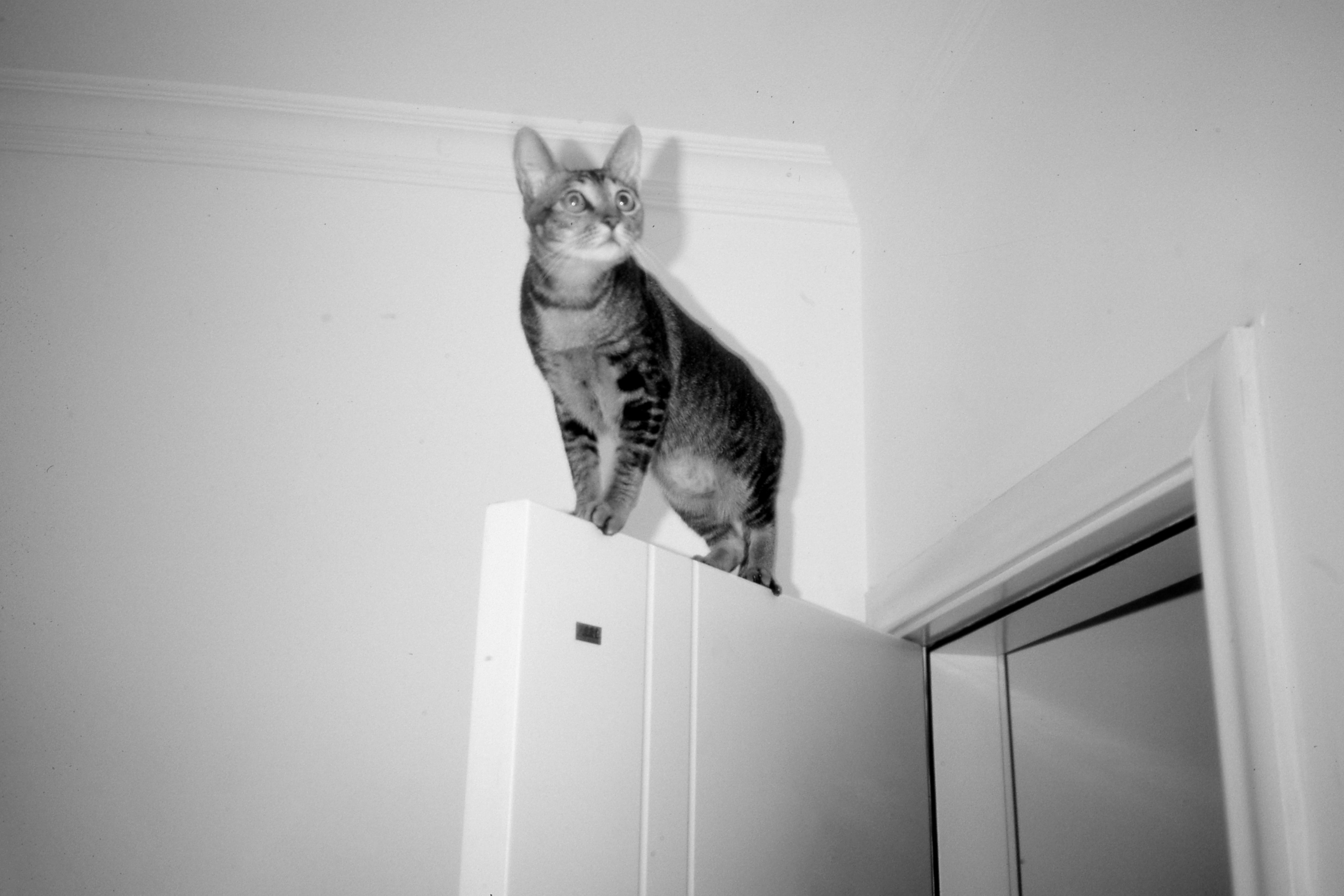 After conquering one summit, he naturally set his sights on the next. | A tabby cat perched atop a door