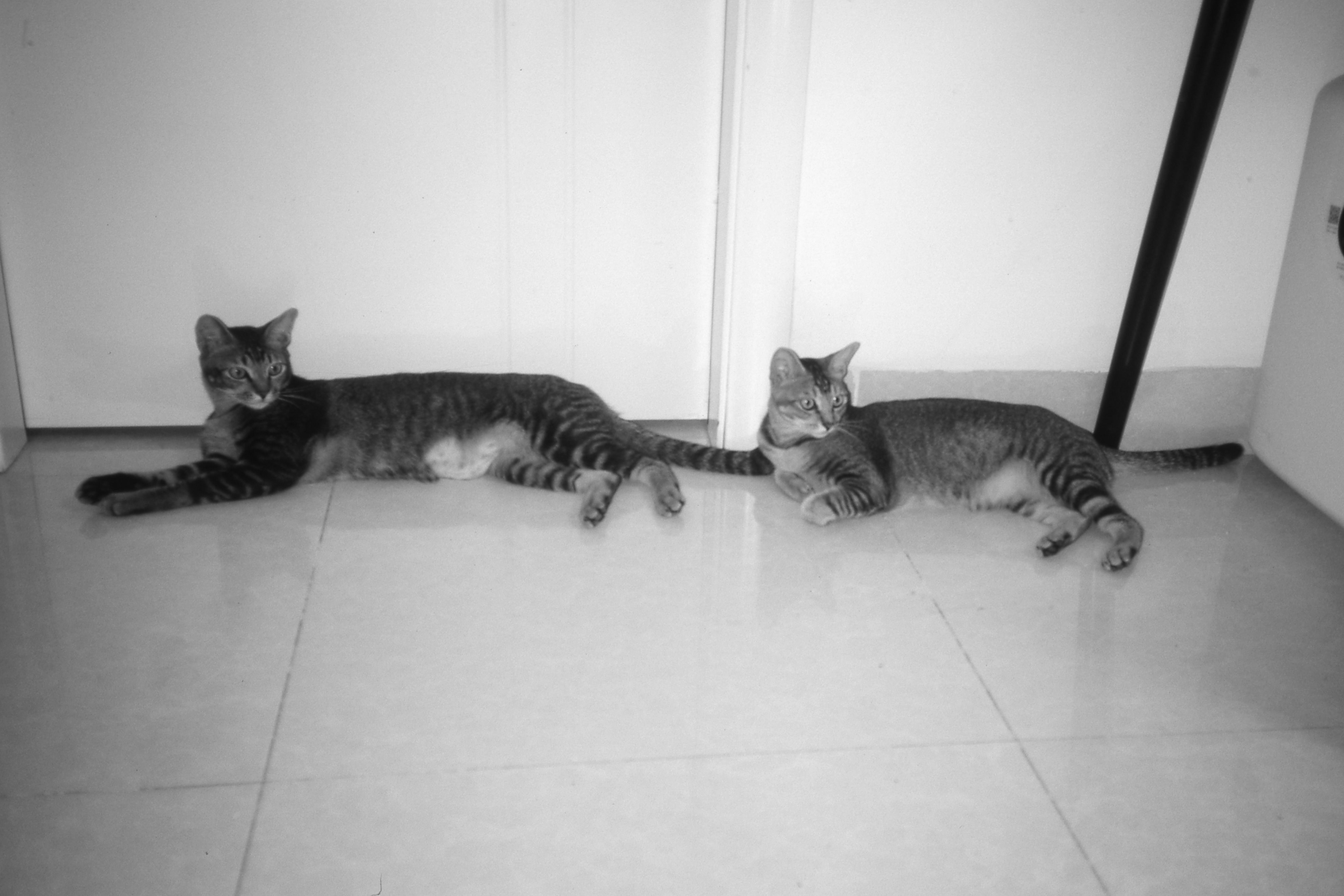 Copy and paste. | Two tabby cats lying on a tiled floor.