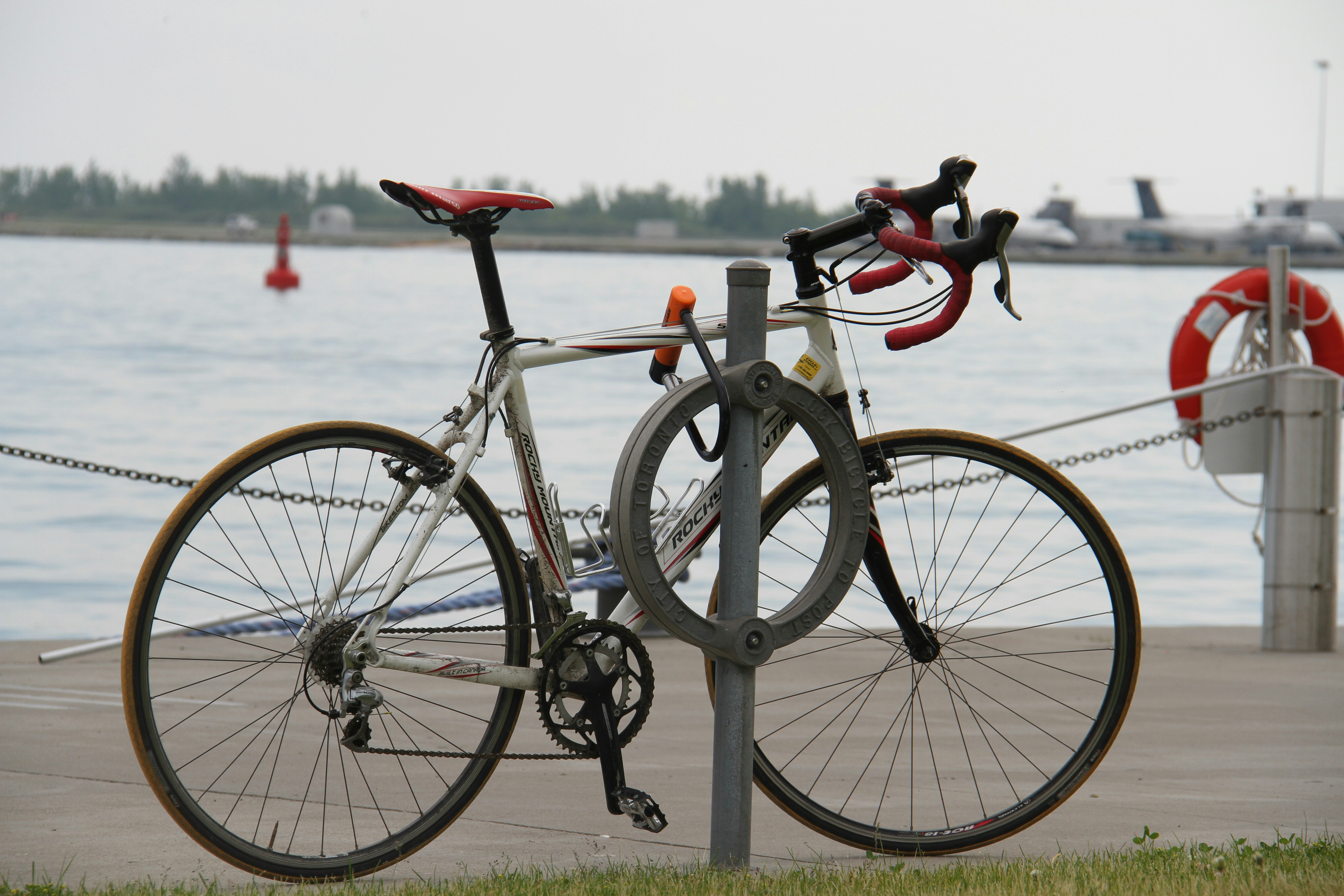 The Quiet Companion by the Waterside