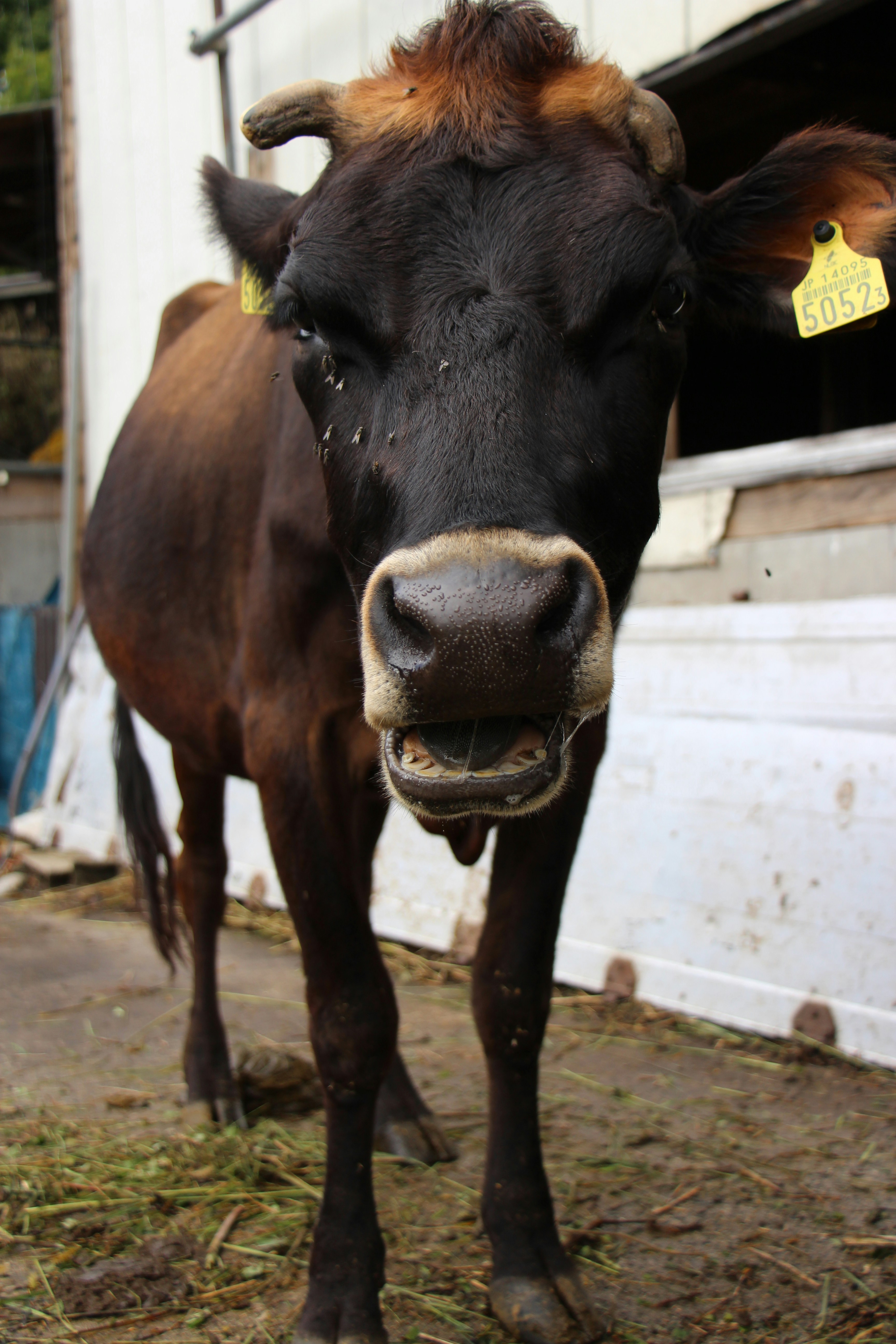 Front-Row Gaze: A Barnyard Cow Stares Down the Lens