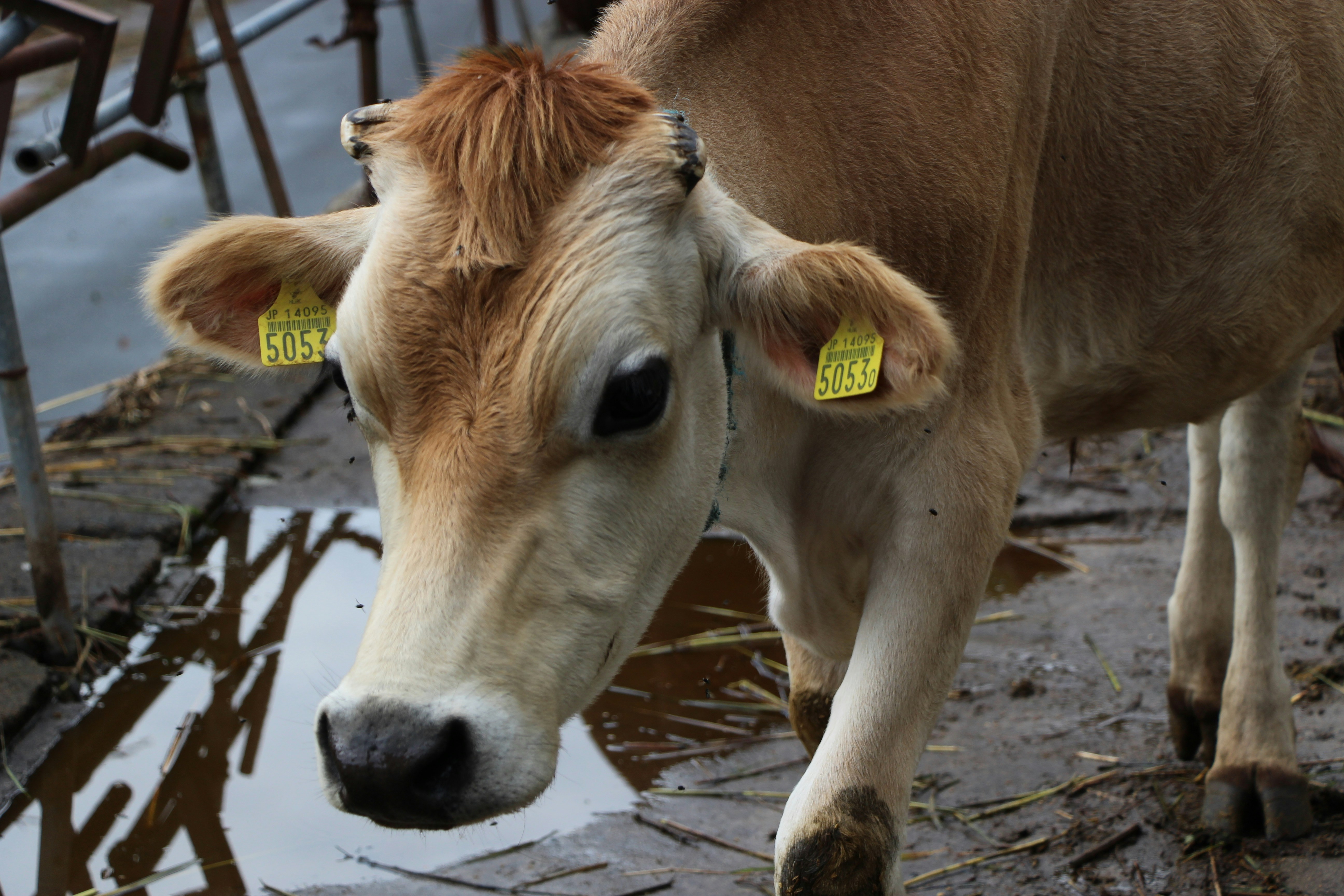 Gentle Grazing: A Dairy Cow's Day
