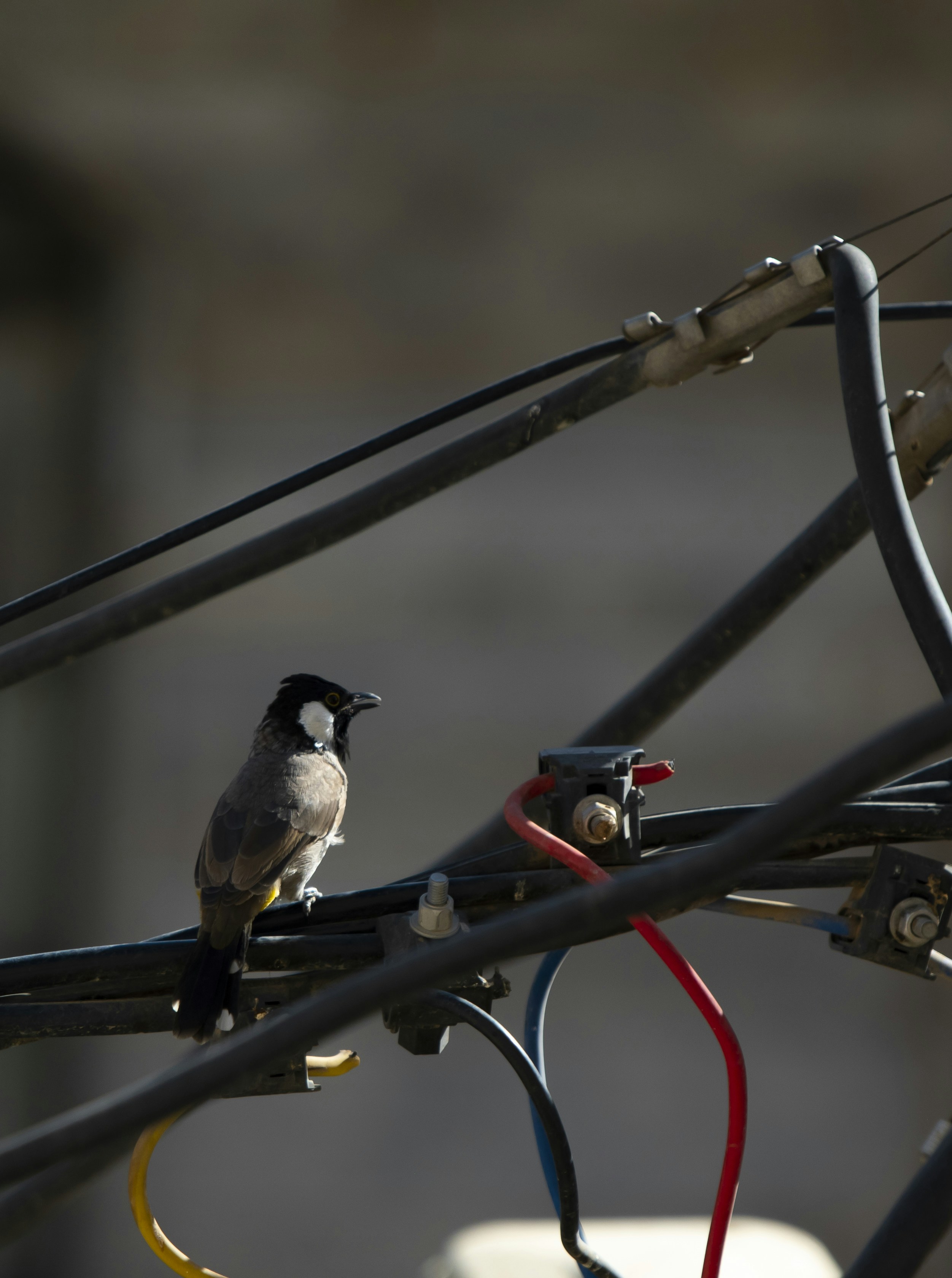 Urban Avian Perch: A Study in Contrasts