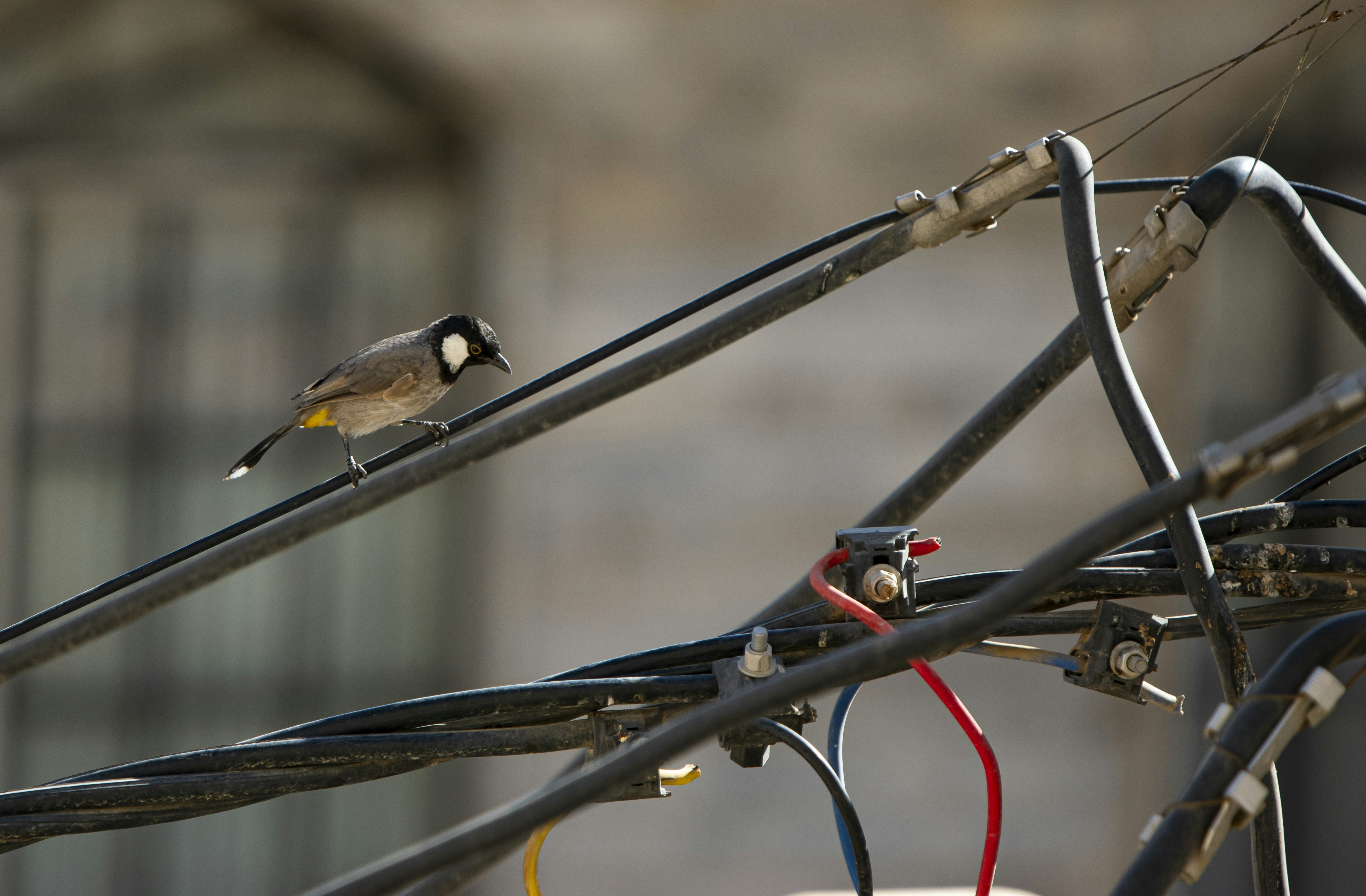 electrical bir engineer ! | A white-eared bulbul bird perched on power lines.