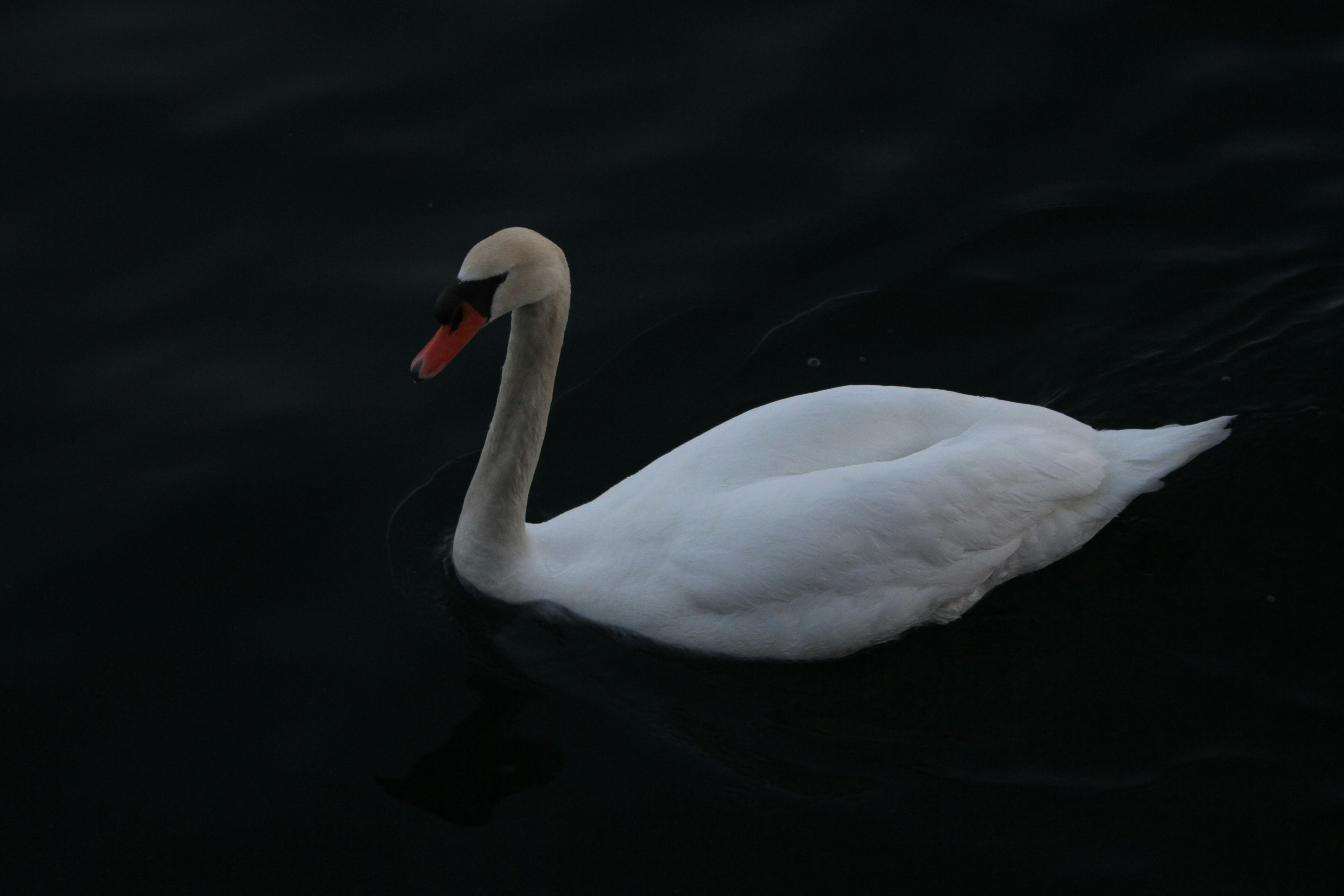 A white swan swims on dark water.