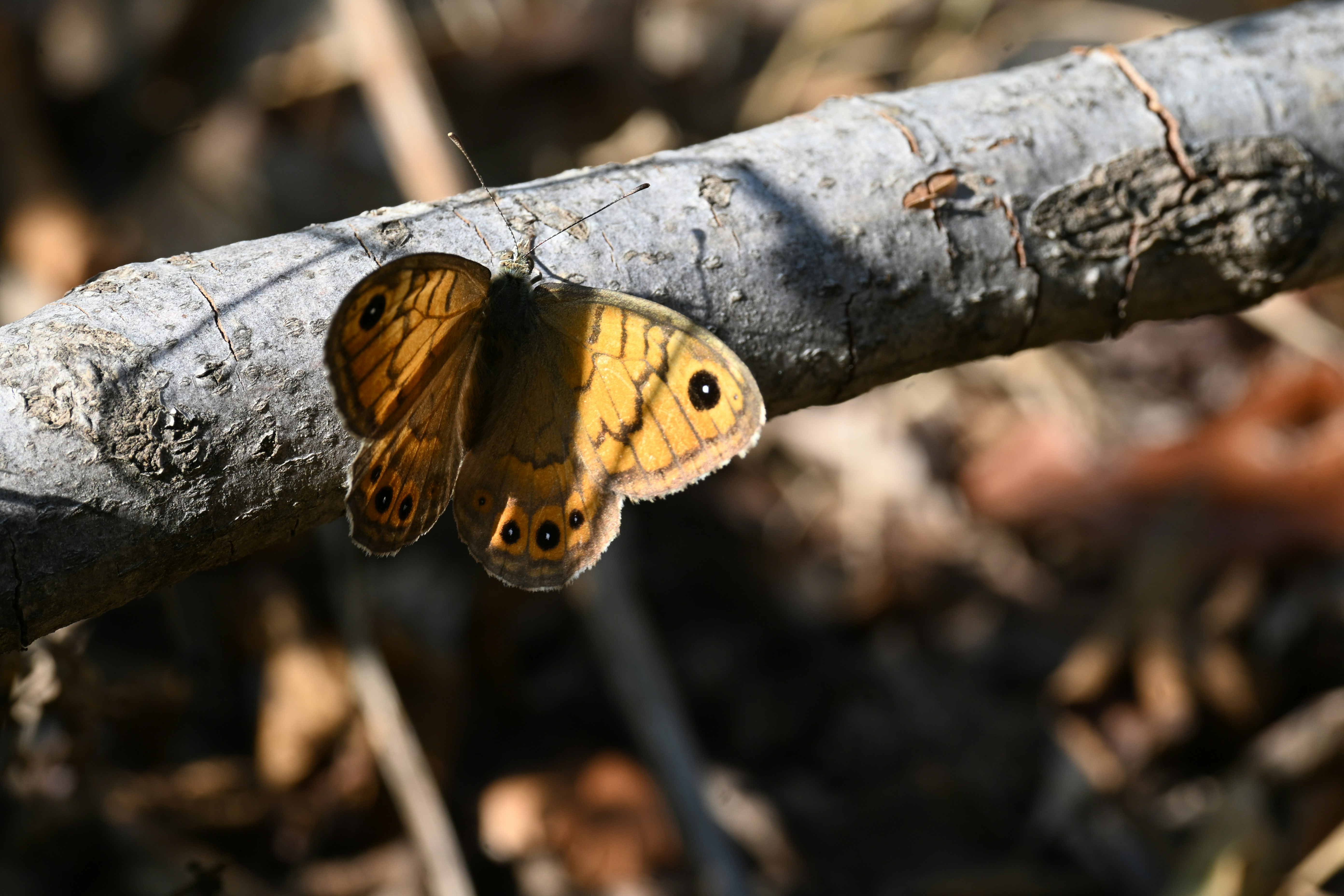 Whispers of Nature: The Orange Butterfly's Rest