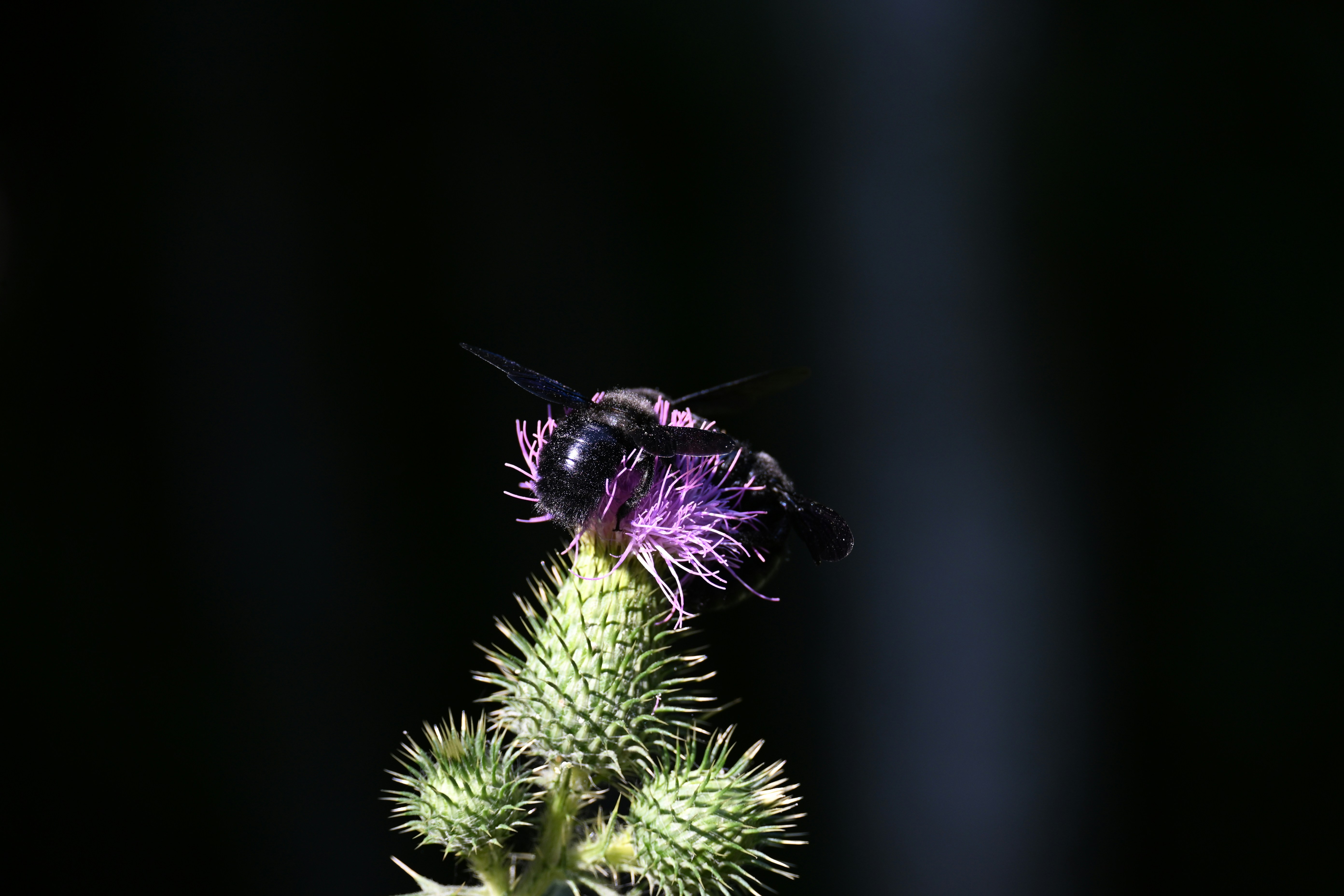 A black bee on a purple thistle flower