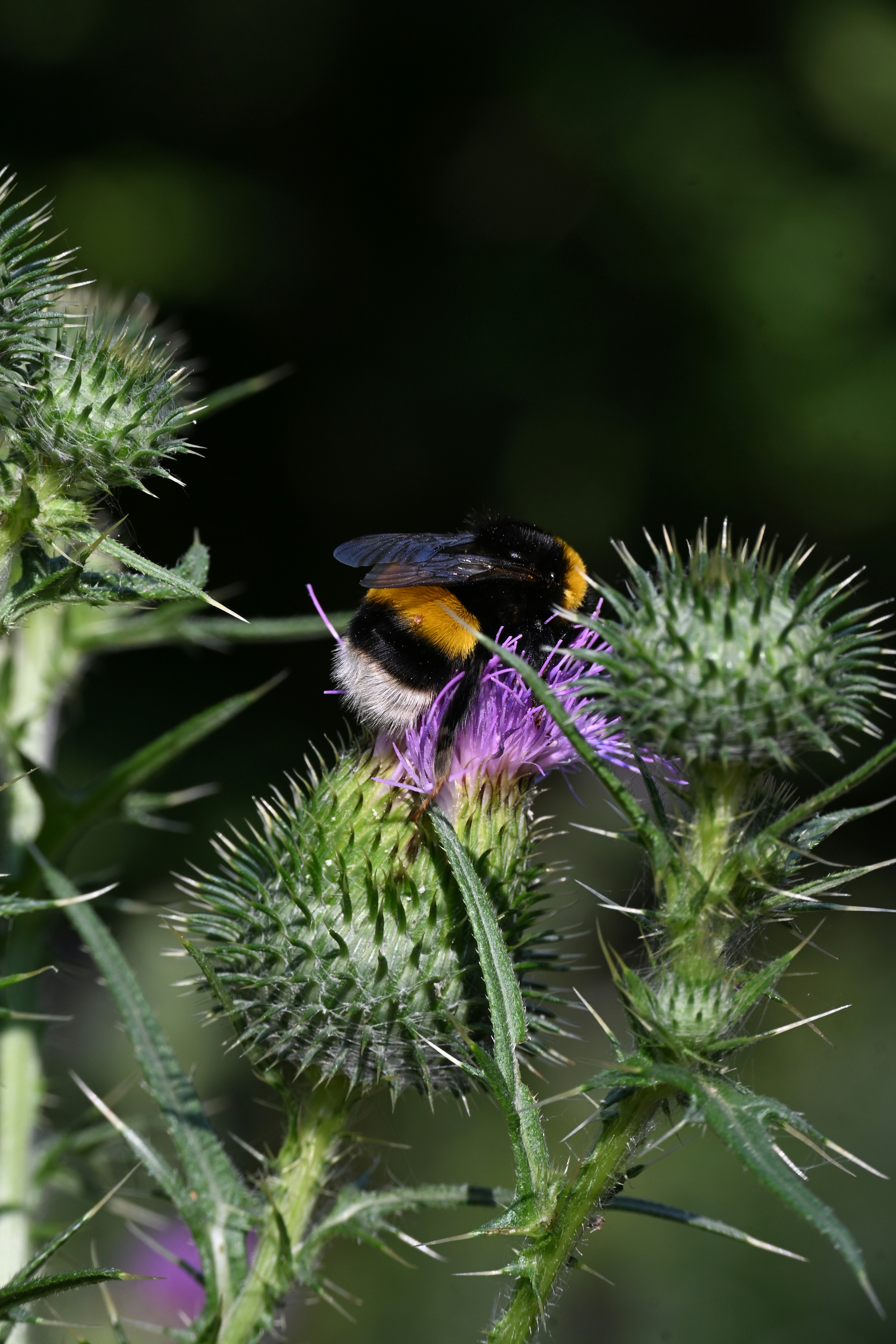 Nature's Pollinator: A Bumblebee's Dance