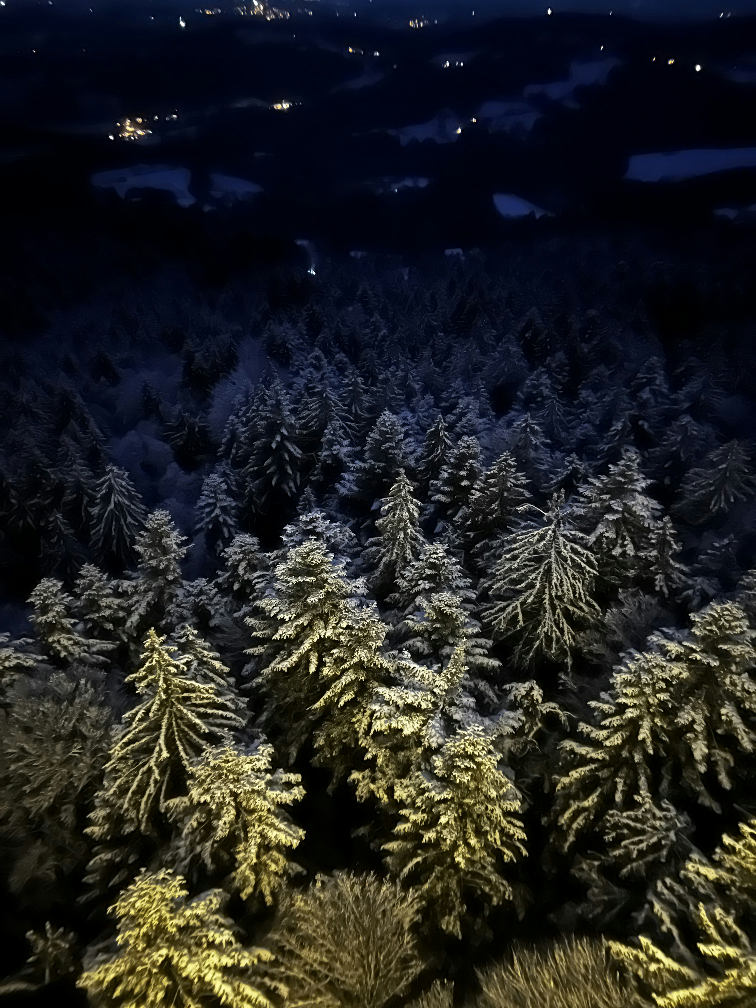 Snow-Cloaked Pines Beneath Distant City Lights