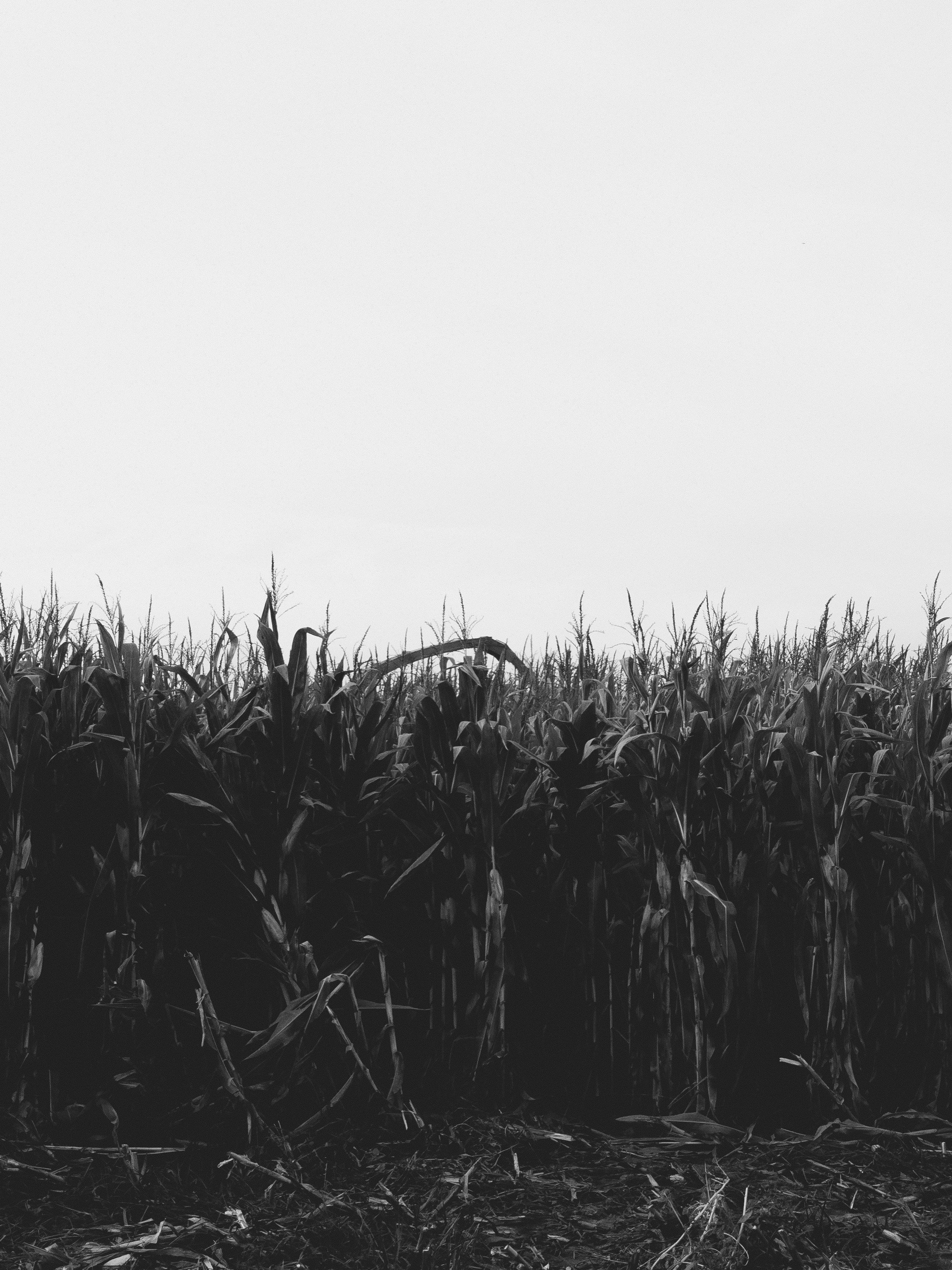 Monochrome cornfield edge with tall stalks meeting a pale, empty sky; the scene emphasizes contrast between dark rows and bright horizon.