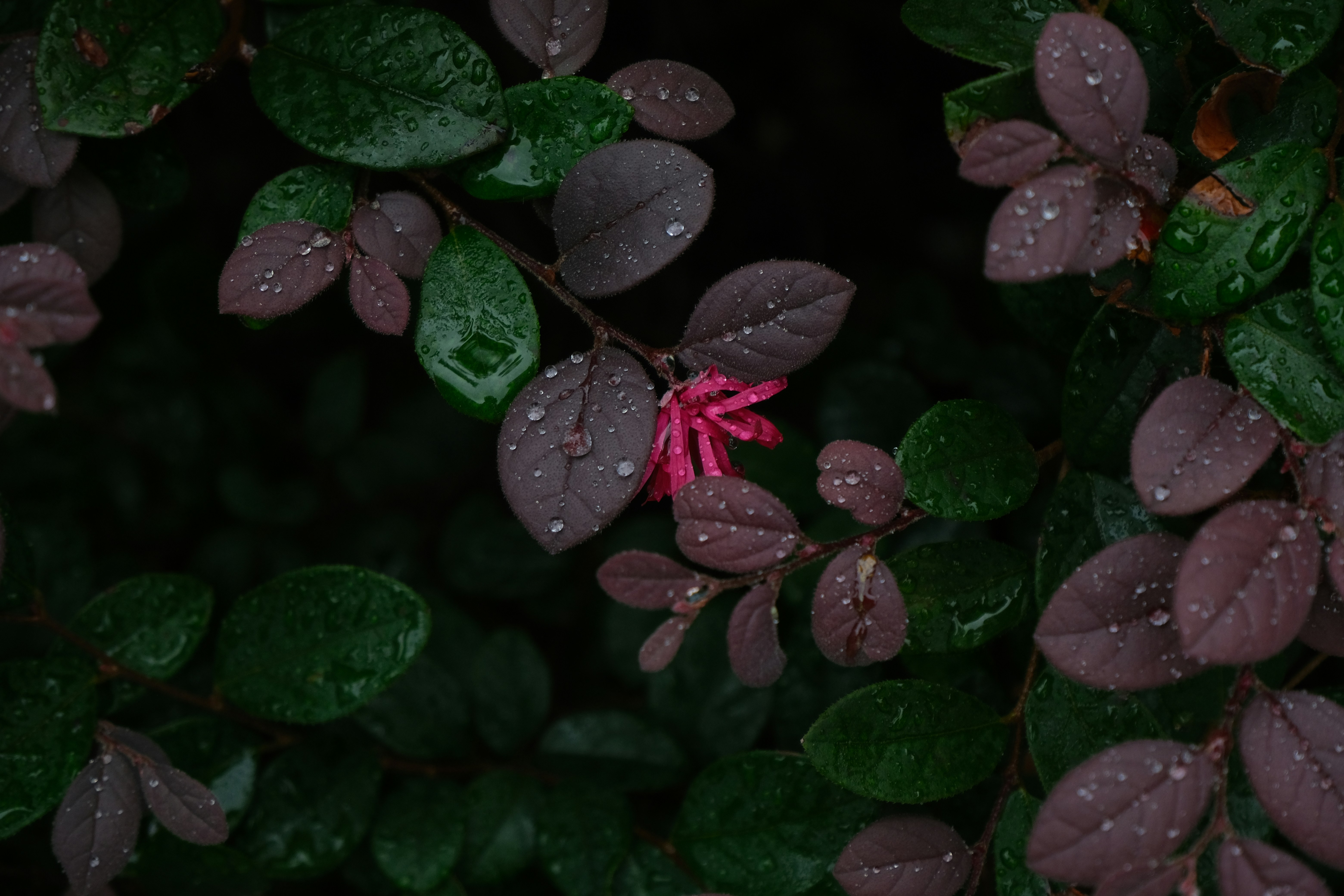Vibrant pink flower nestled among dark green and purple leaves, glistening with raindrops.