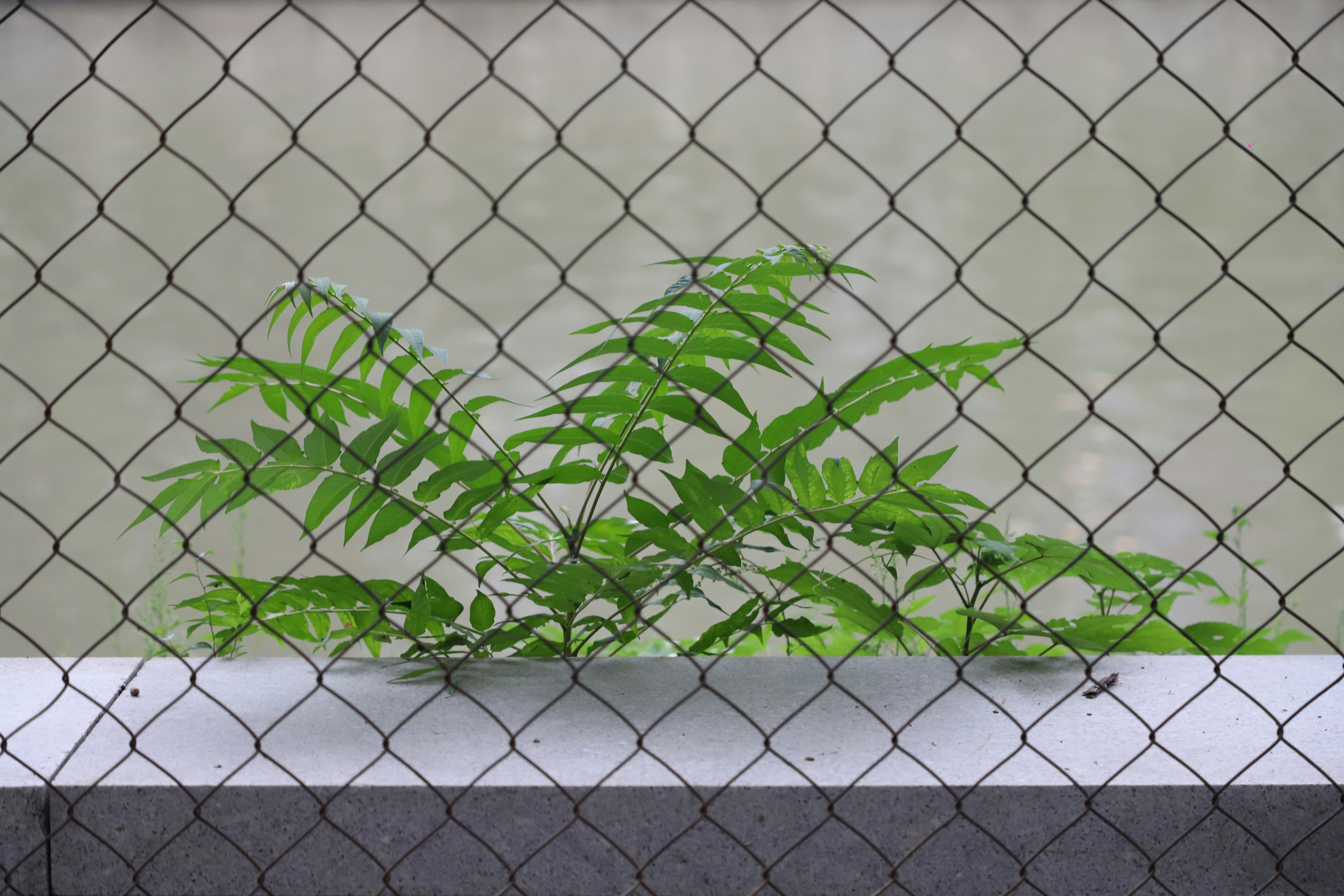 Verdant Mesh: Leaves Breaking Through a Chain-Link Barrier