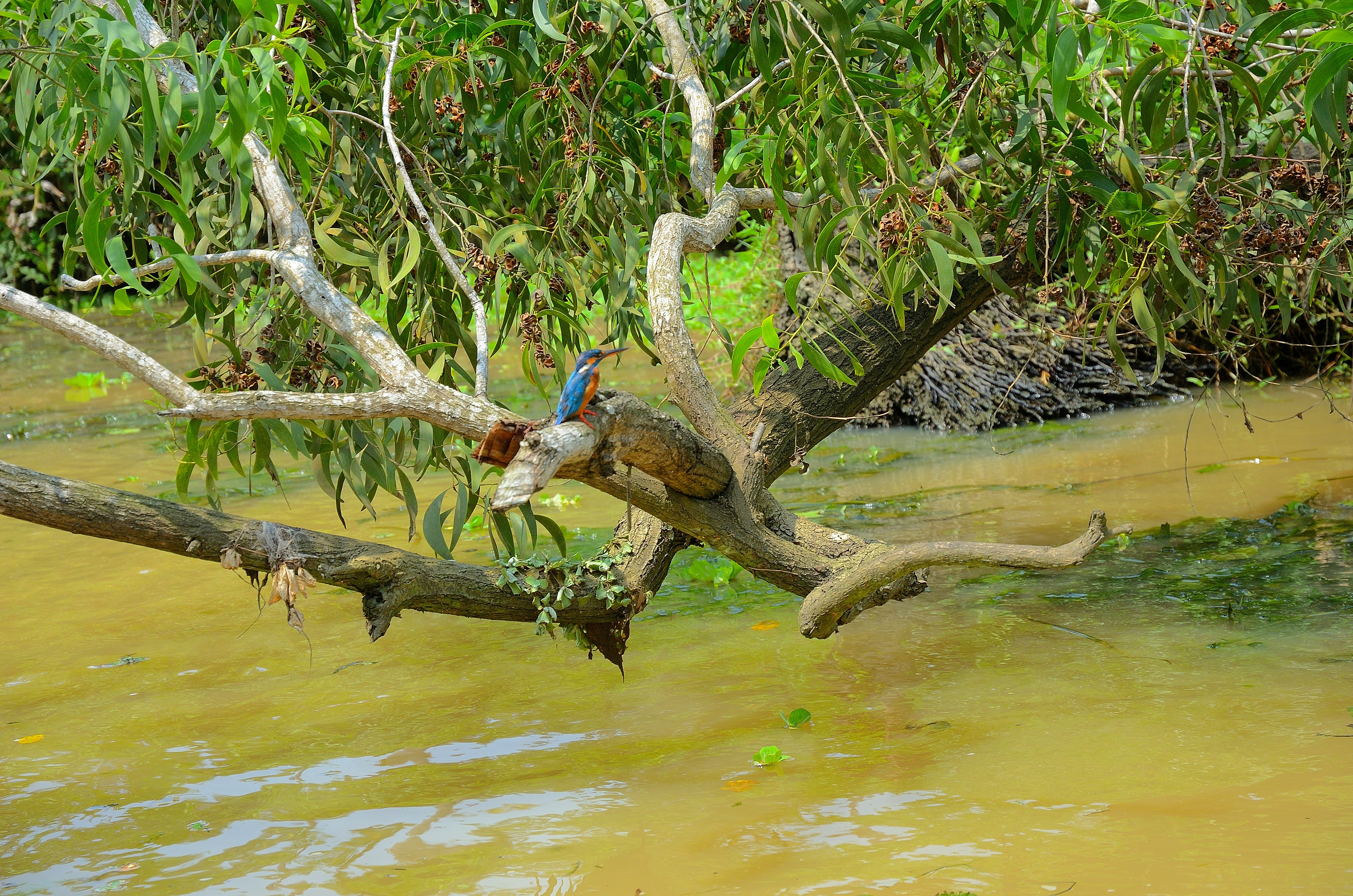 Azure Kingfisher Perched on a Gnarled Branch Over Murky River