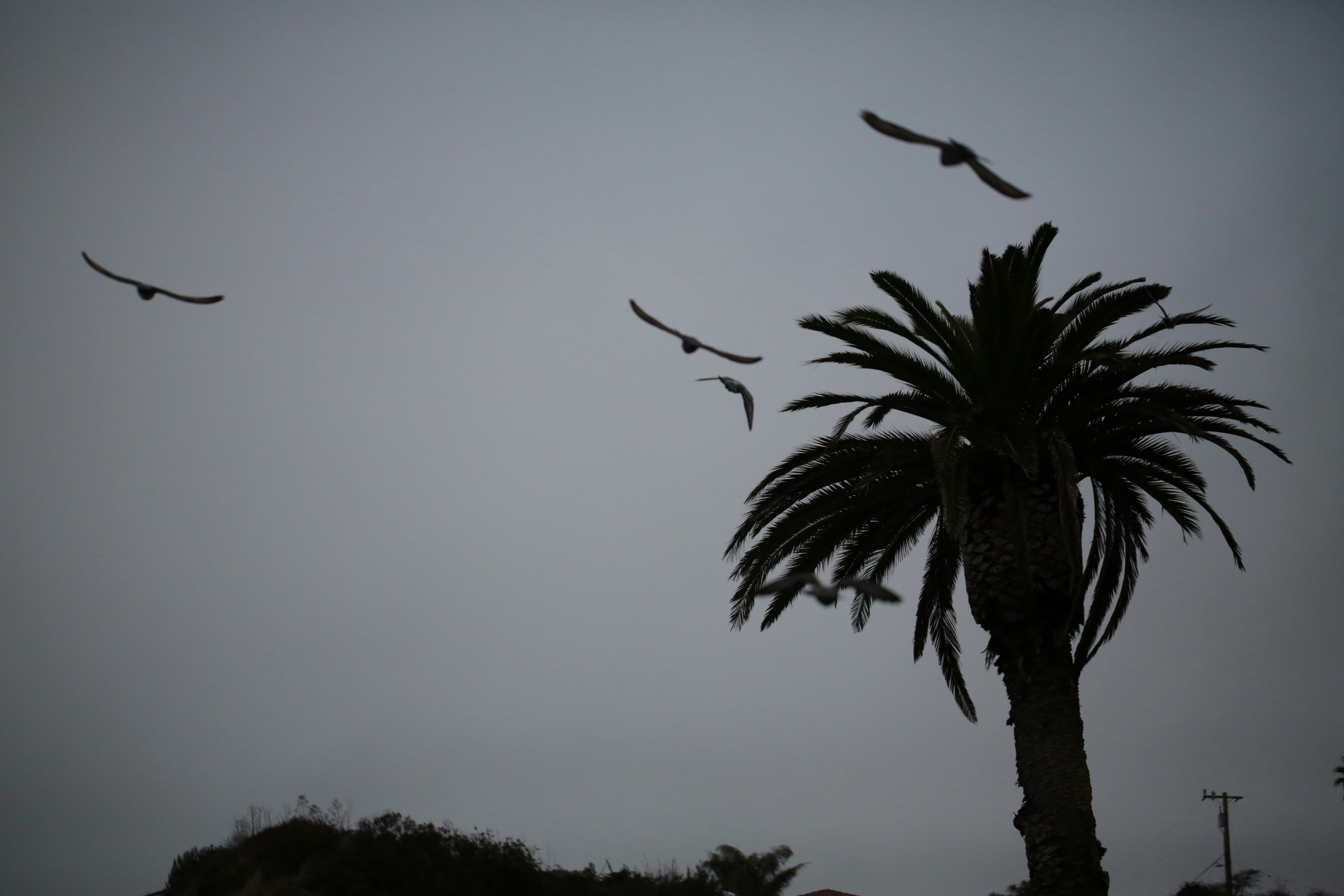 Silhouette of a Palm Against a Dim Sky with Migrating Gulls
