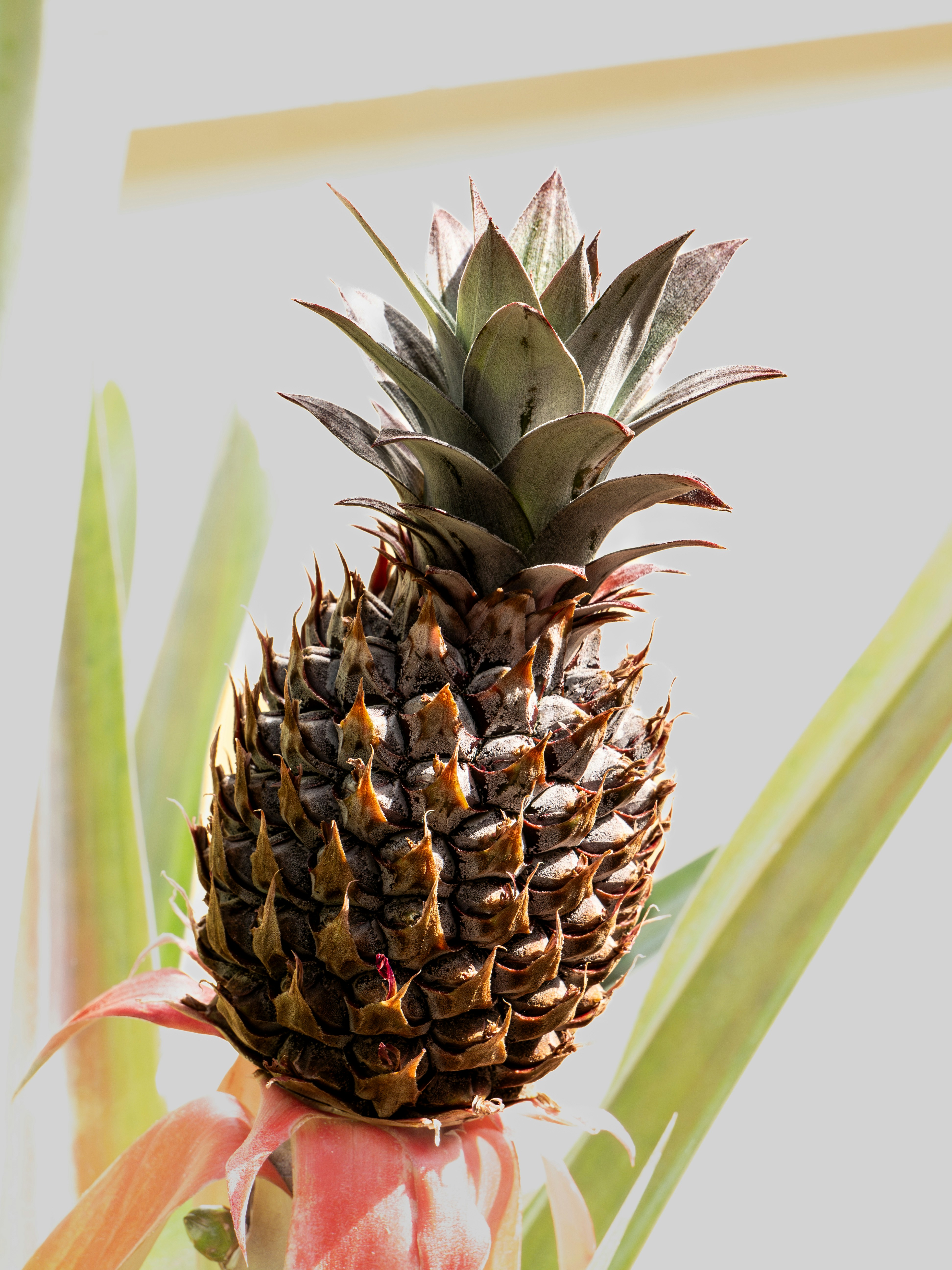A young pineapple growing on a plant. photo – Free Food Image on Unsplash