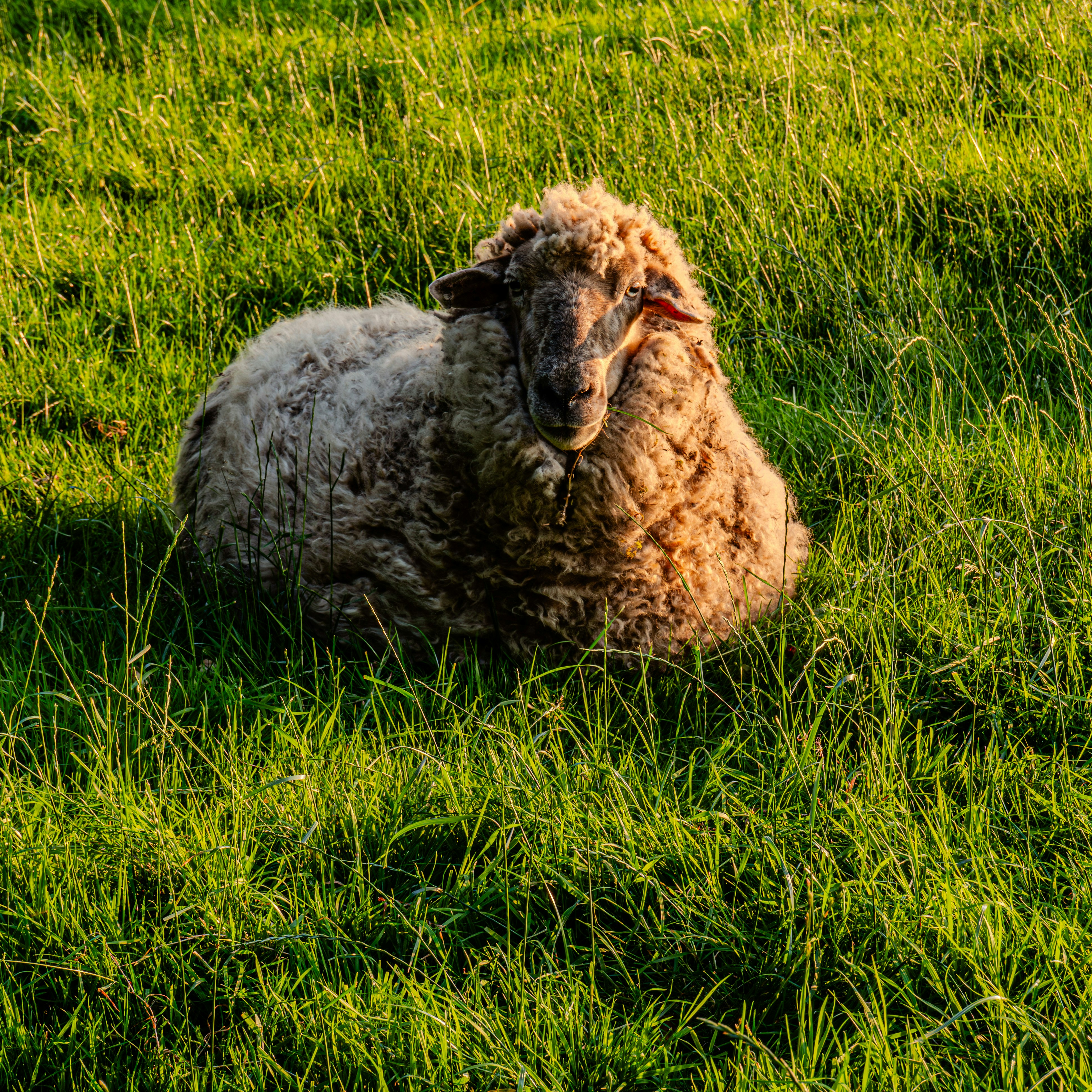 Serene Grazing: A Moment in Pastoral Life