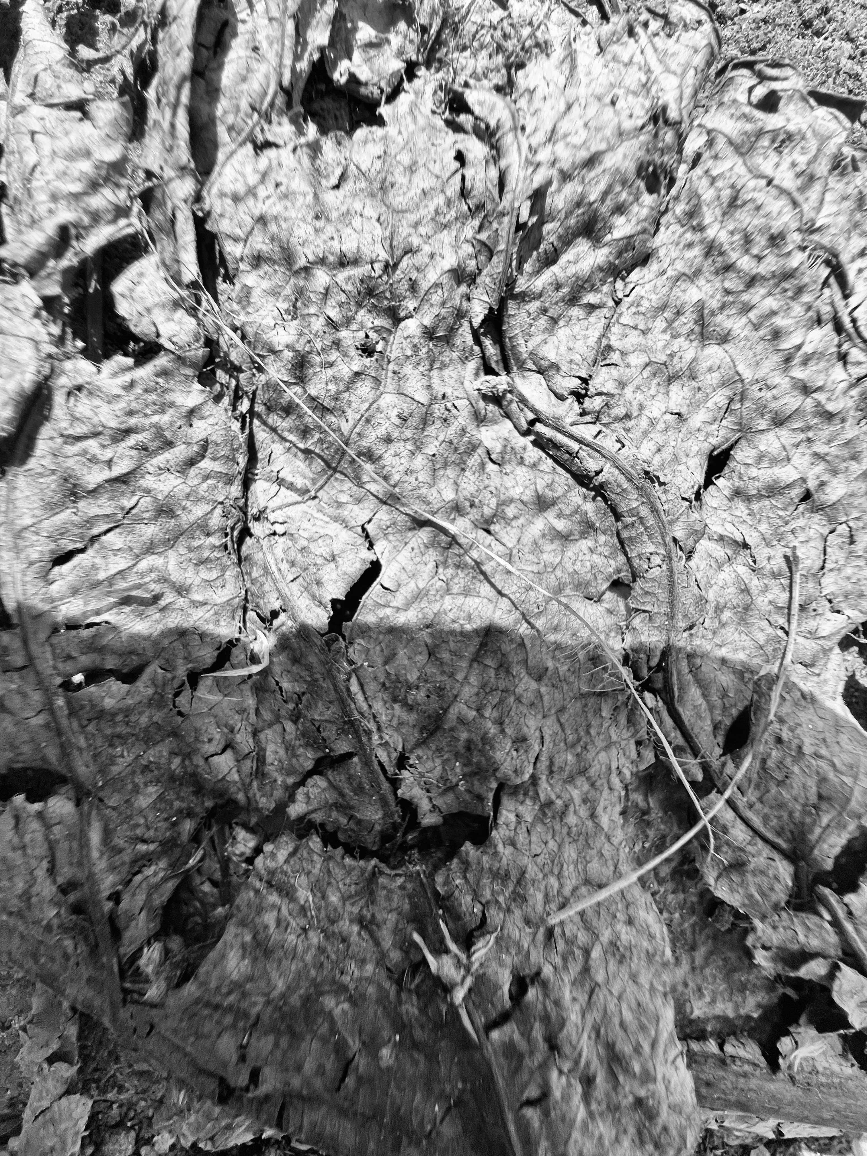 Close-up of dry, cracked leaves intertwined with thin twigs, showcasing intricate patterns and textures. The monochrome tones enhance the natural details.