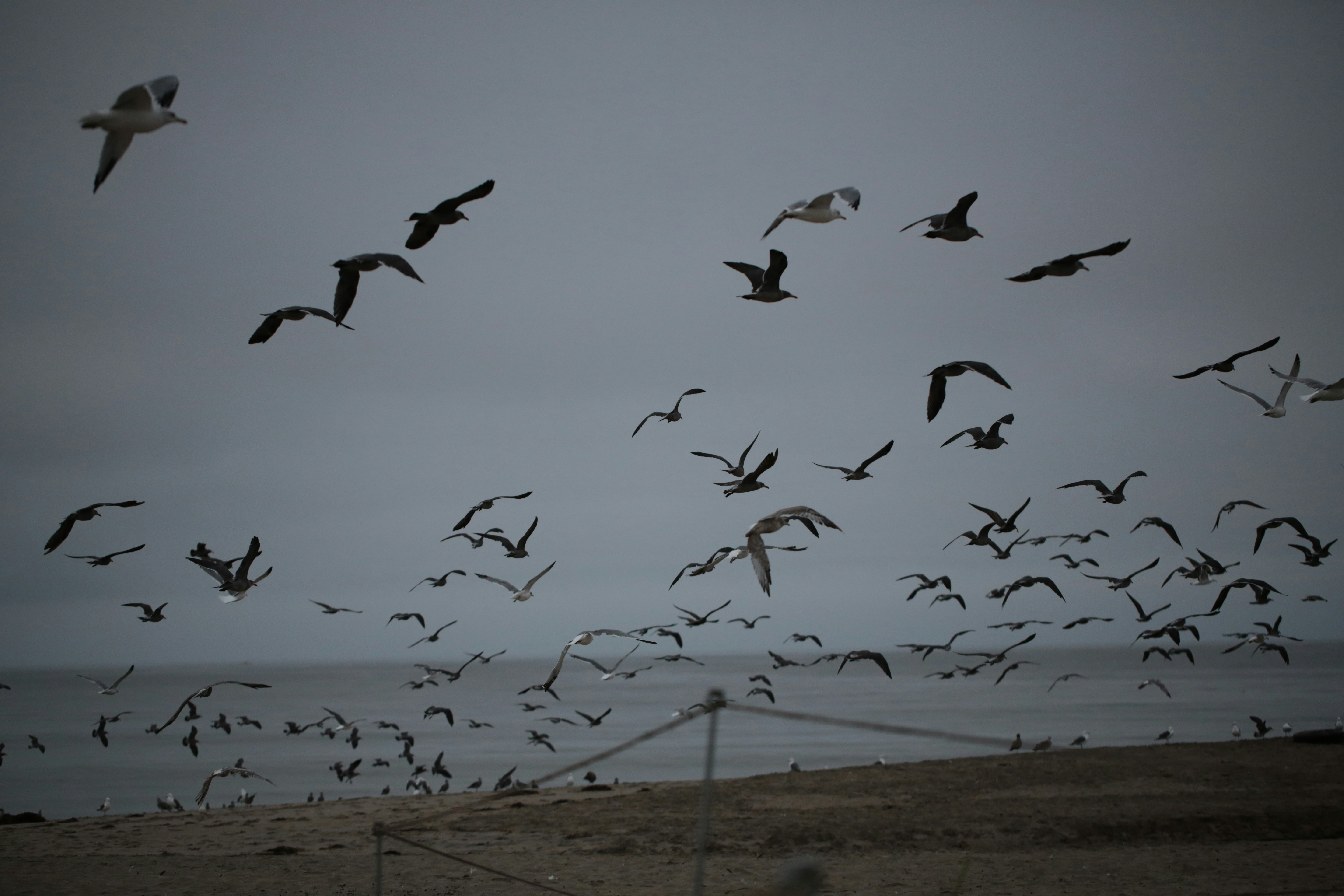 Flock of seagulls flying over a beach