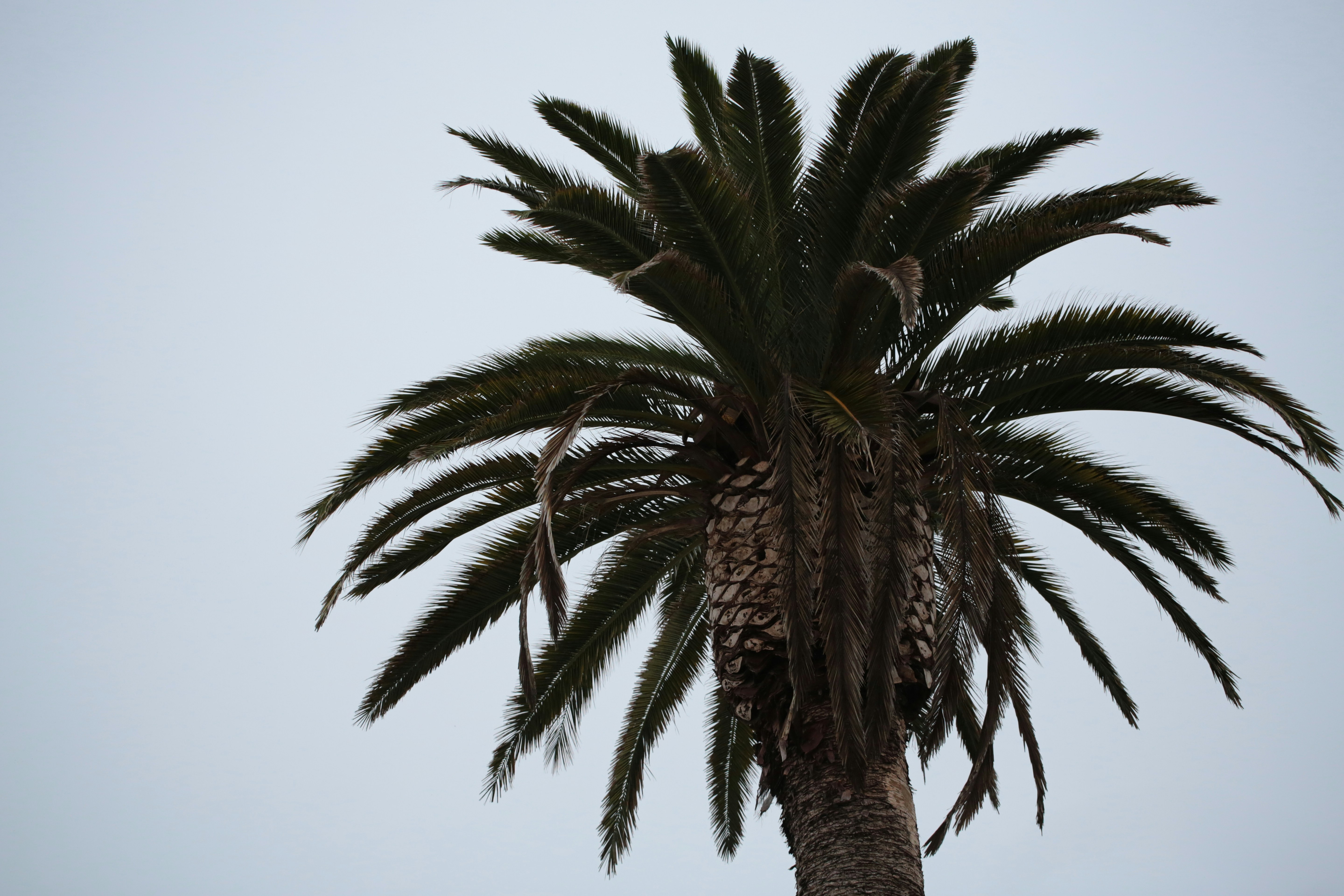 Palm Crown Against a Quiet Sky
