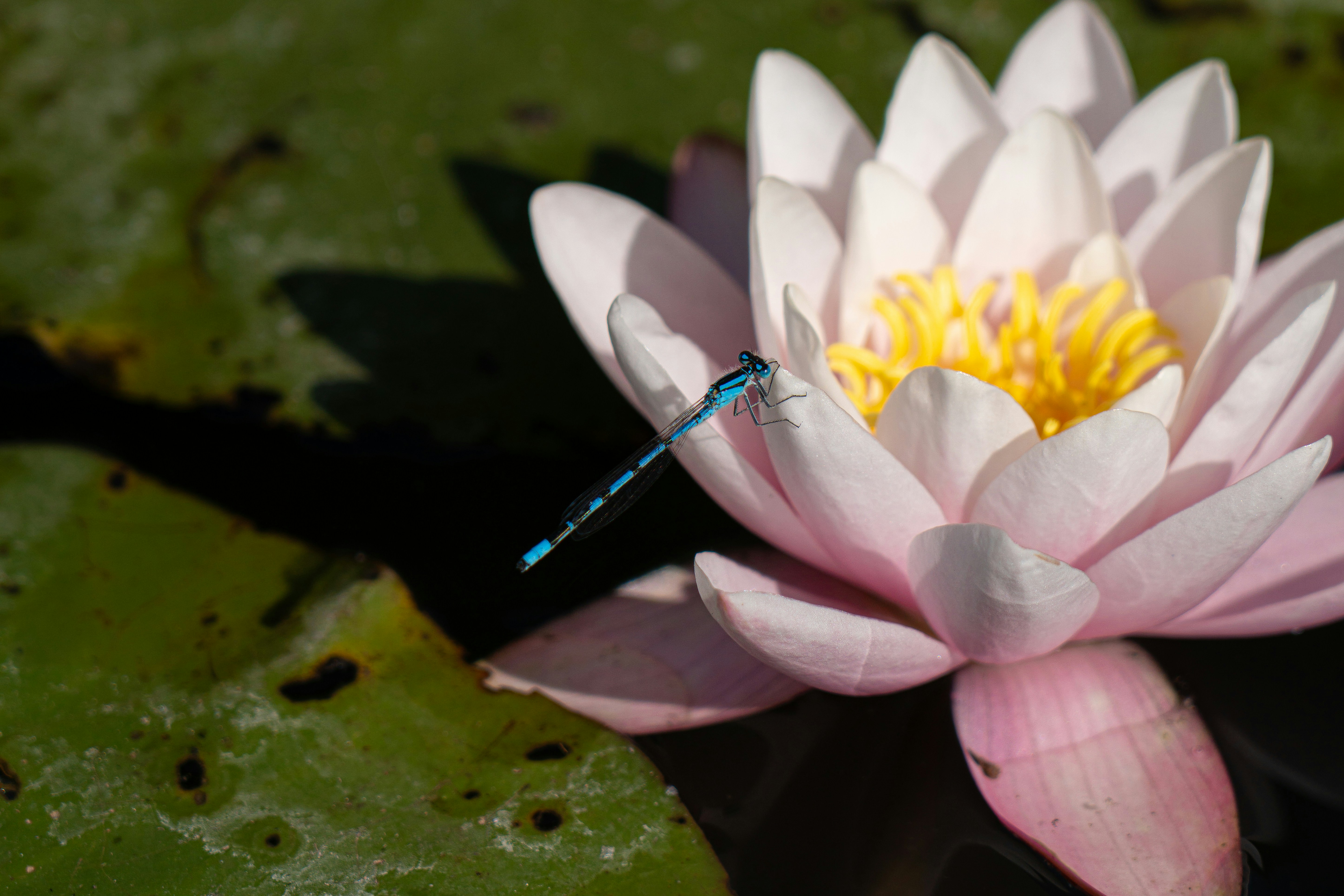Harmony in Nature: The Dance of Dragonfly and Water Lily