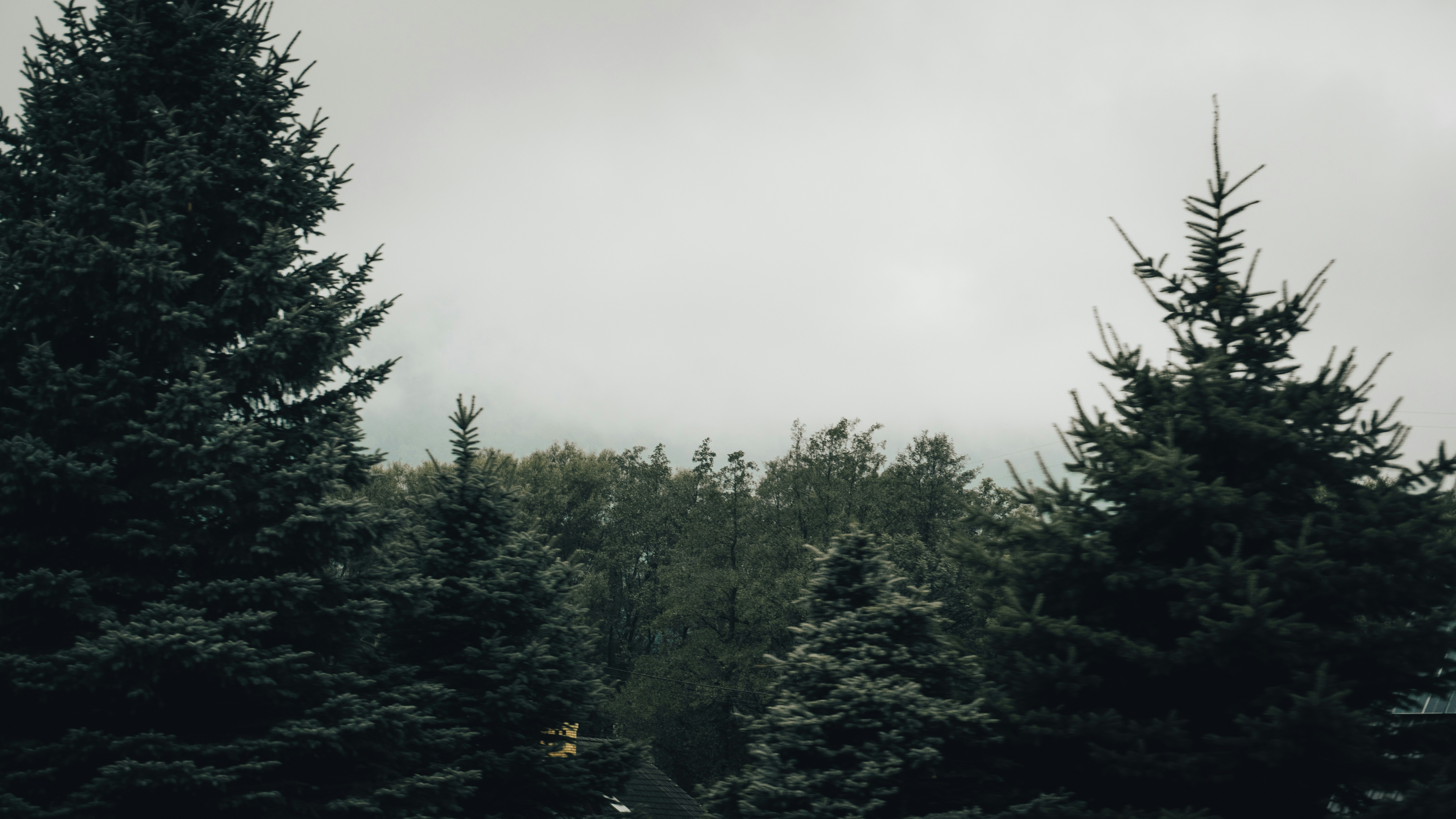 Dark evergreen trees on a foggy day.