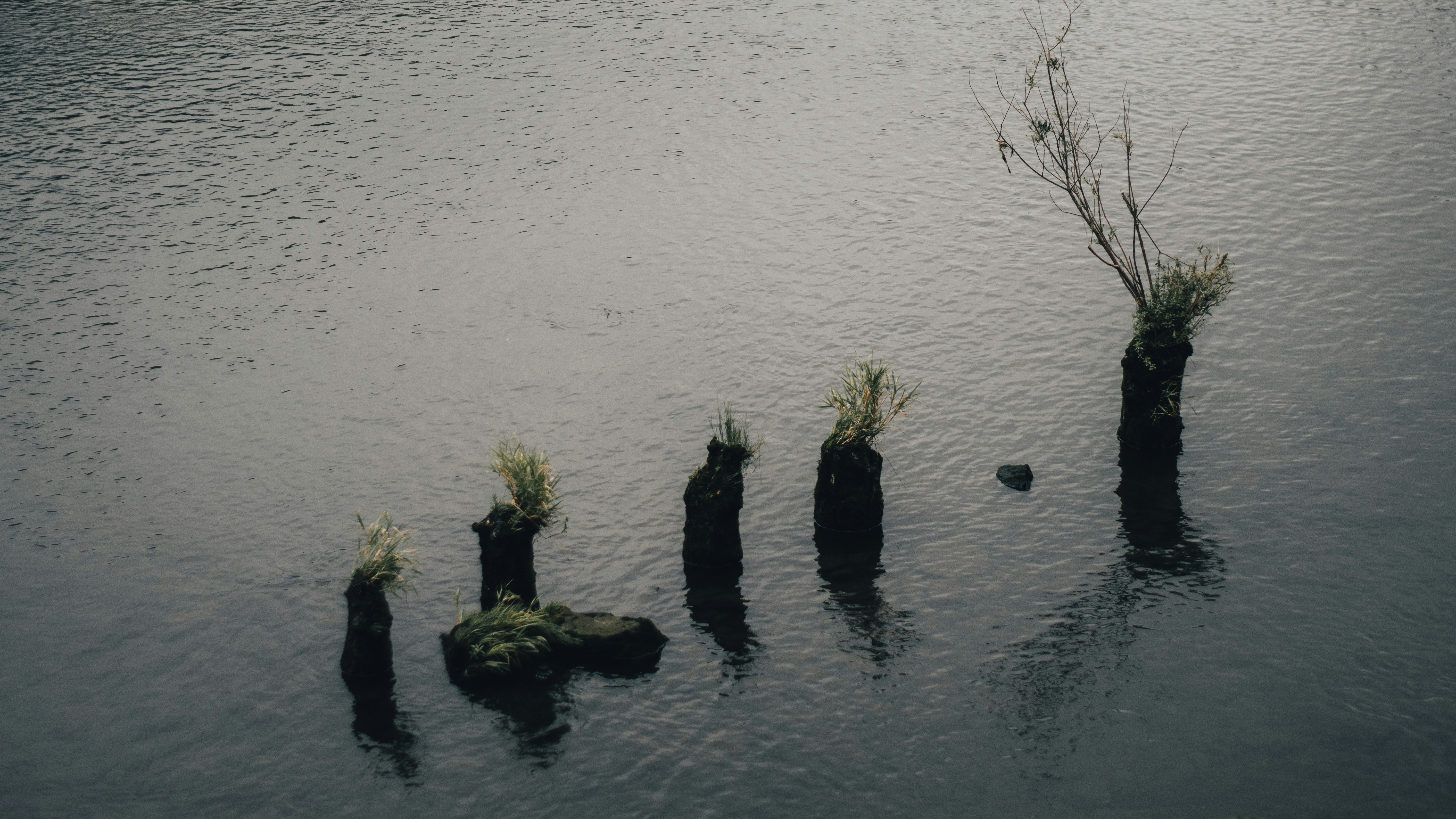 Weathered wooden posts in calm, dark water.