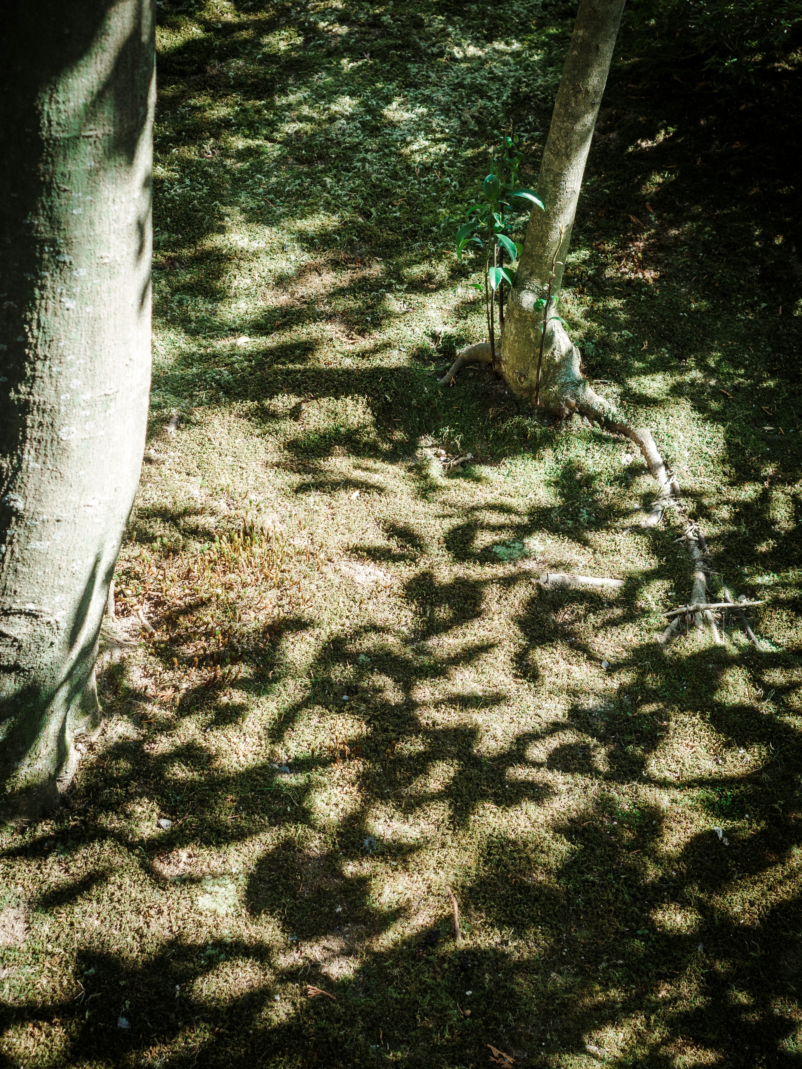 Tree trunks and dappled sunlight on grassy ground.