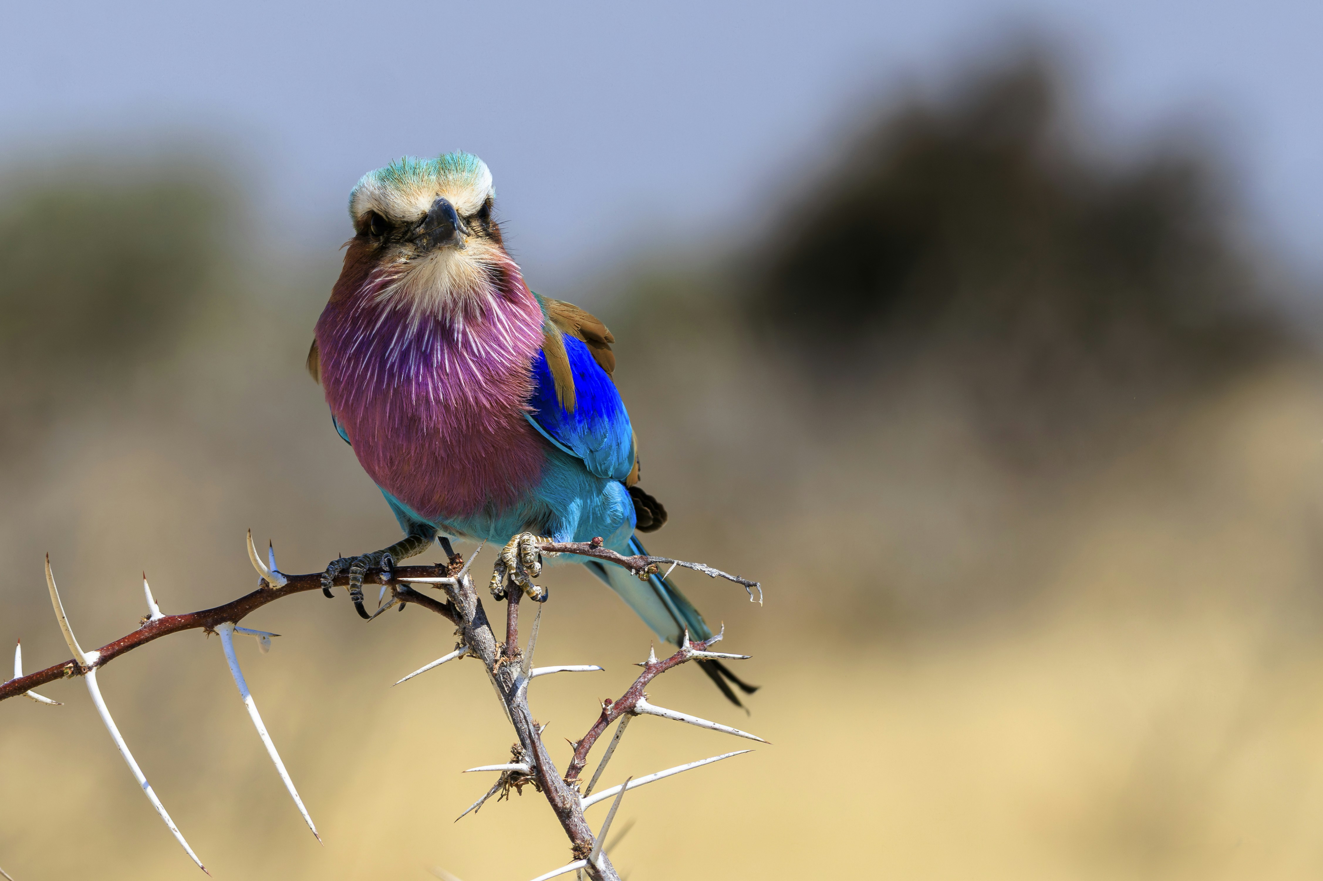 A Symphony of Colors on the Thorny Perch