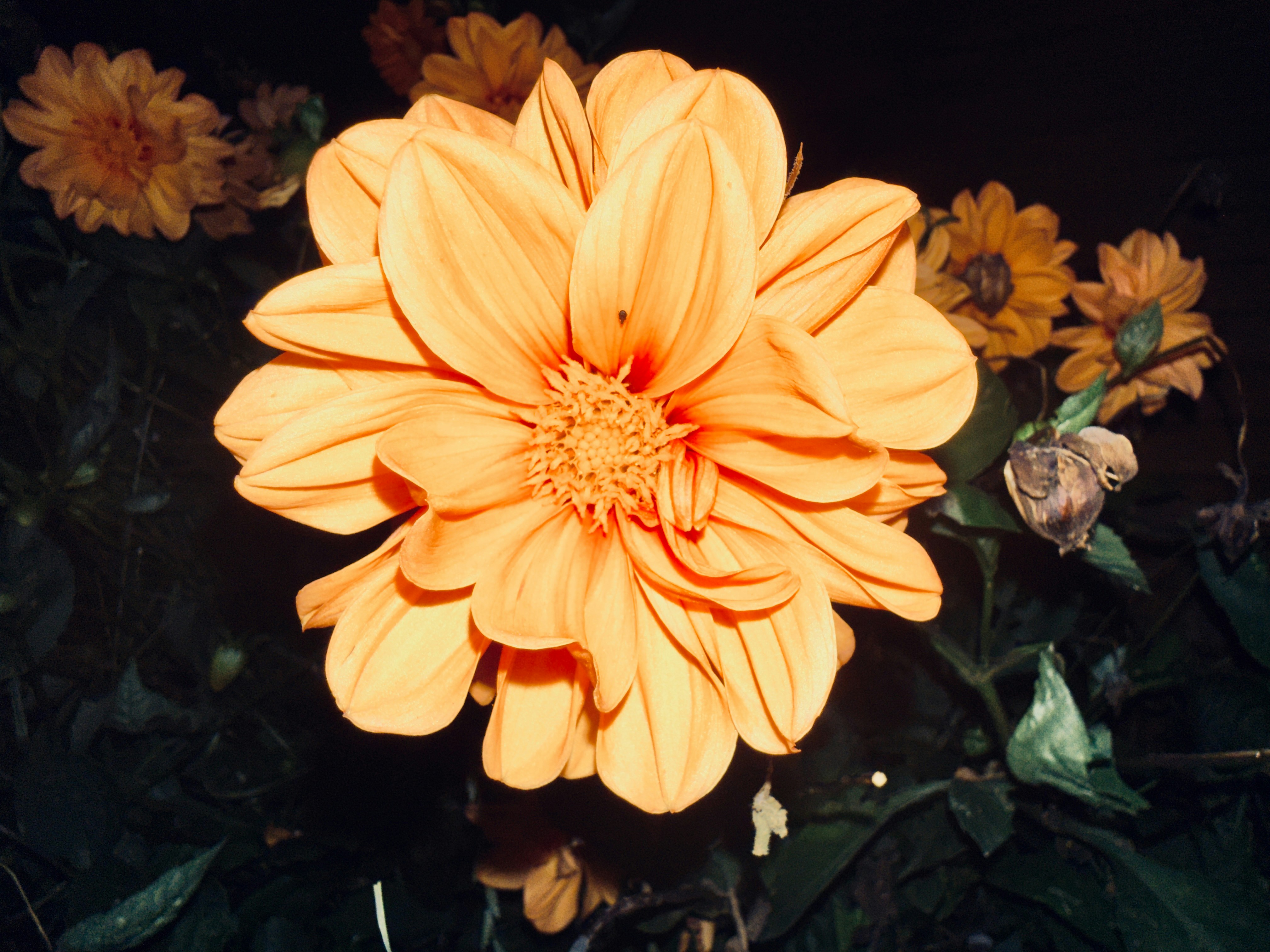 Vibrant Blossom Amidst the Shadows