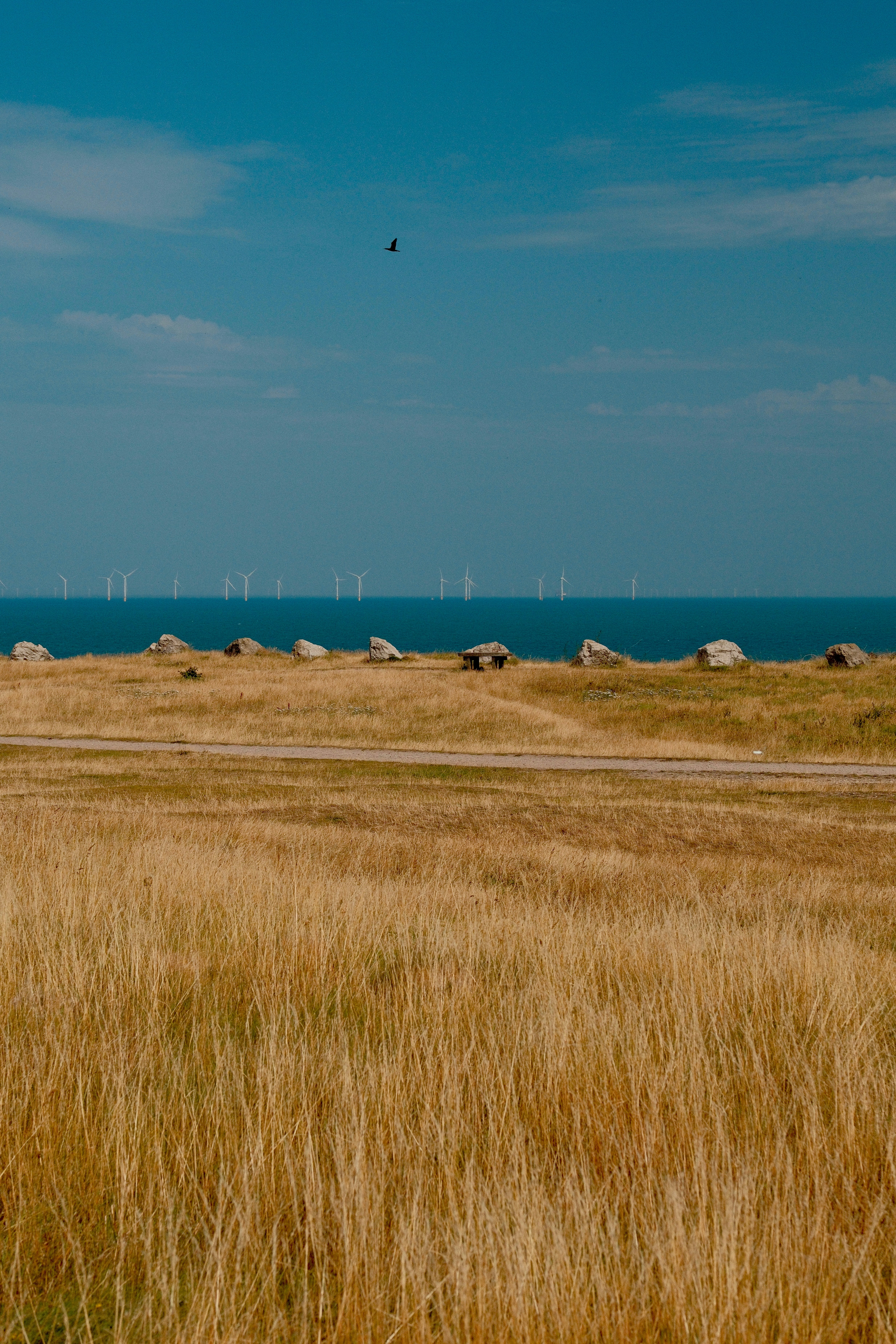 Golden grasses sway gently in the breeze, framing a serene seascape dotted with wind turbines on the horizon.
