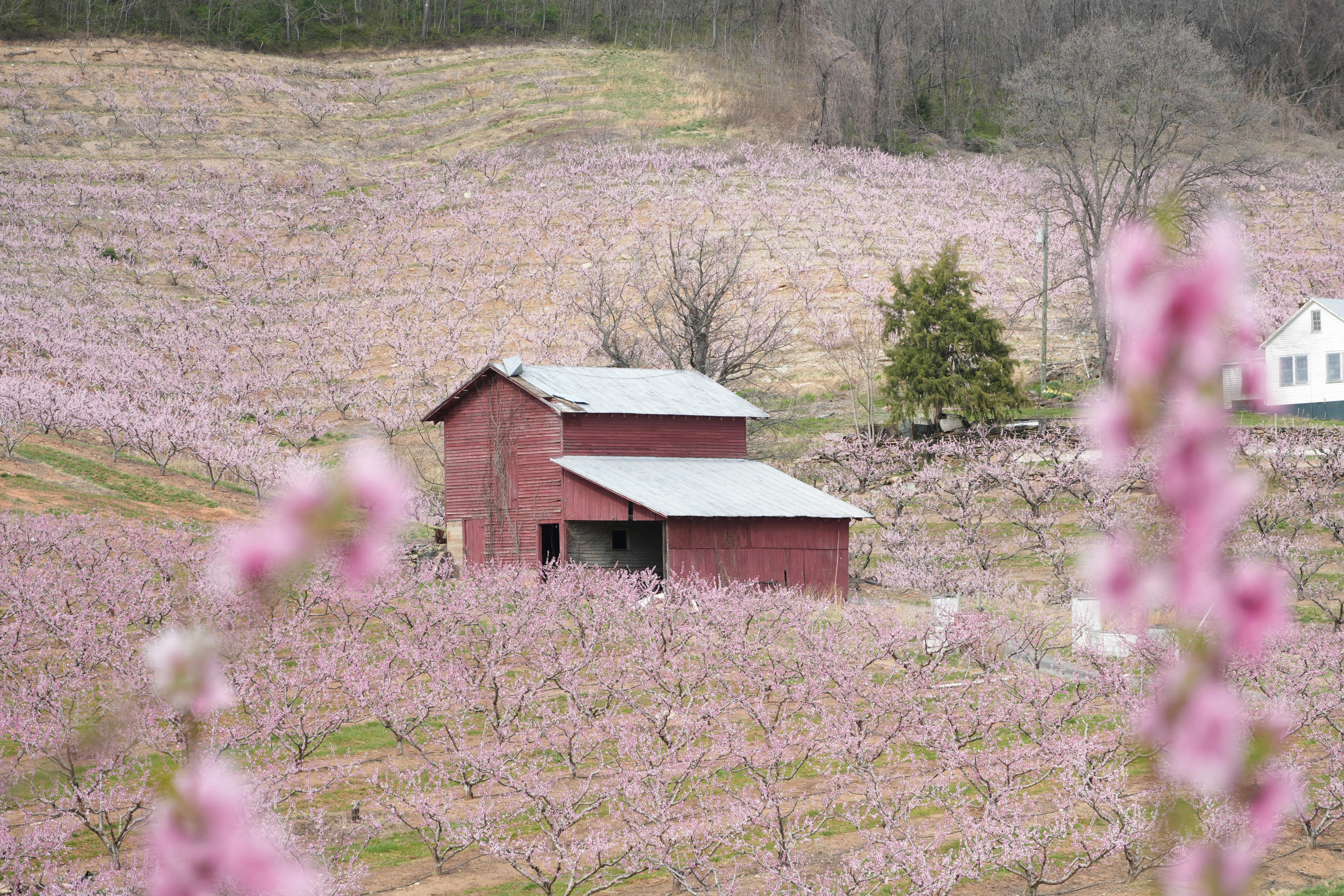 Blossoms of Heritage: A Rustic Retreat Amidst Blooming Orchards
