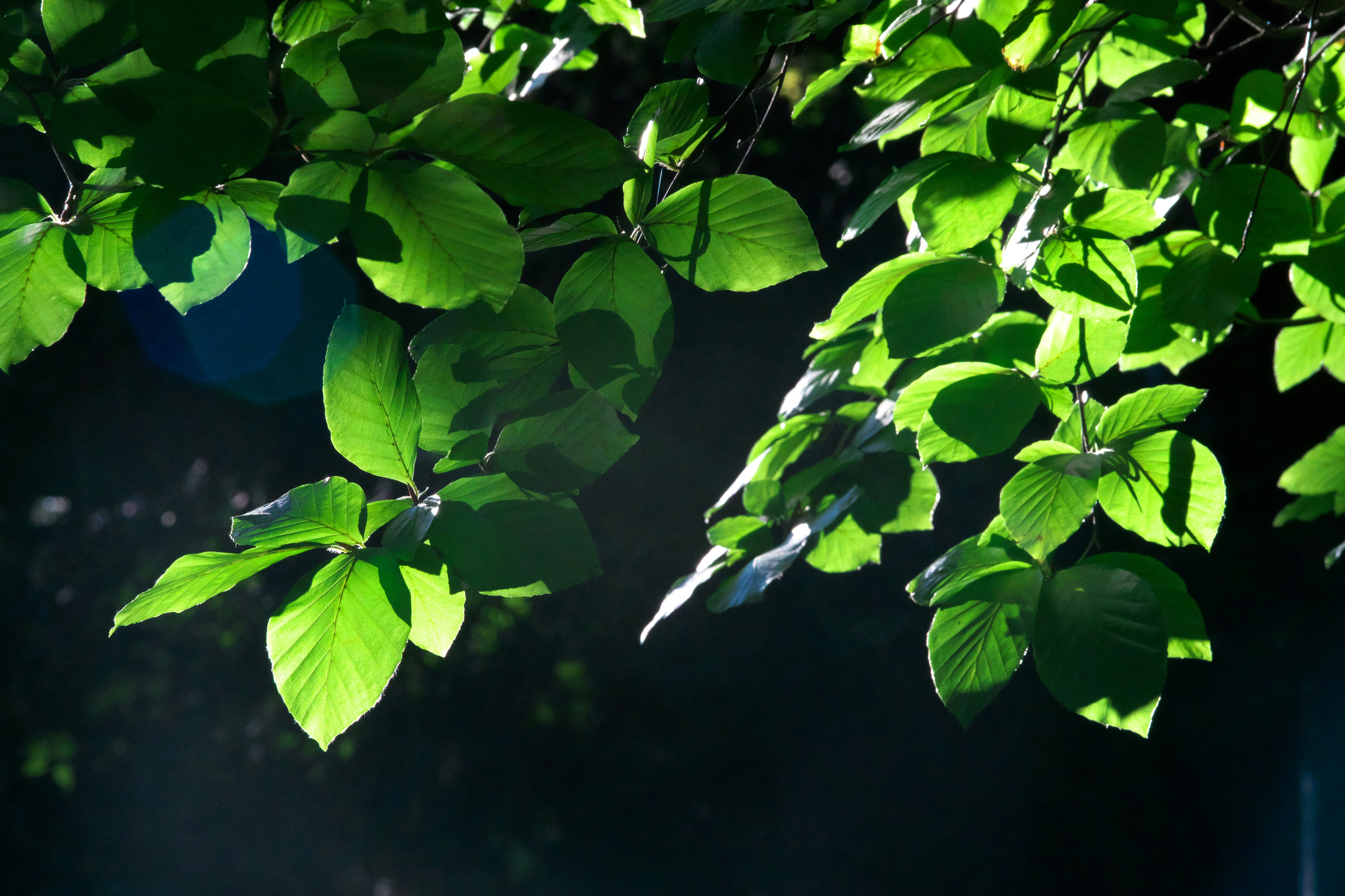Sunlight filtering through green leaves on branches.