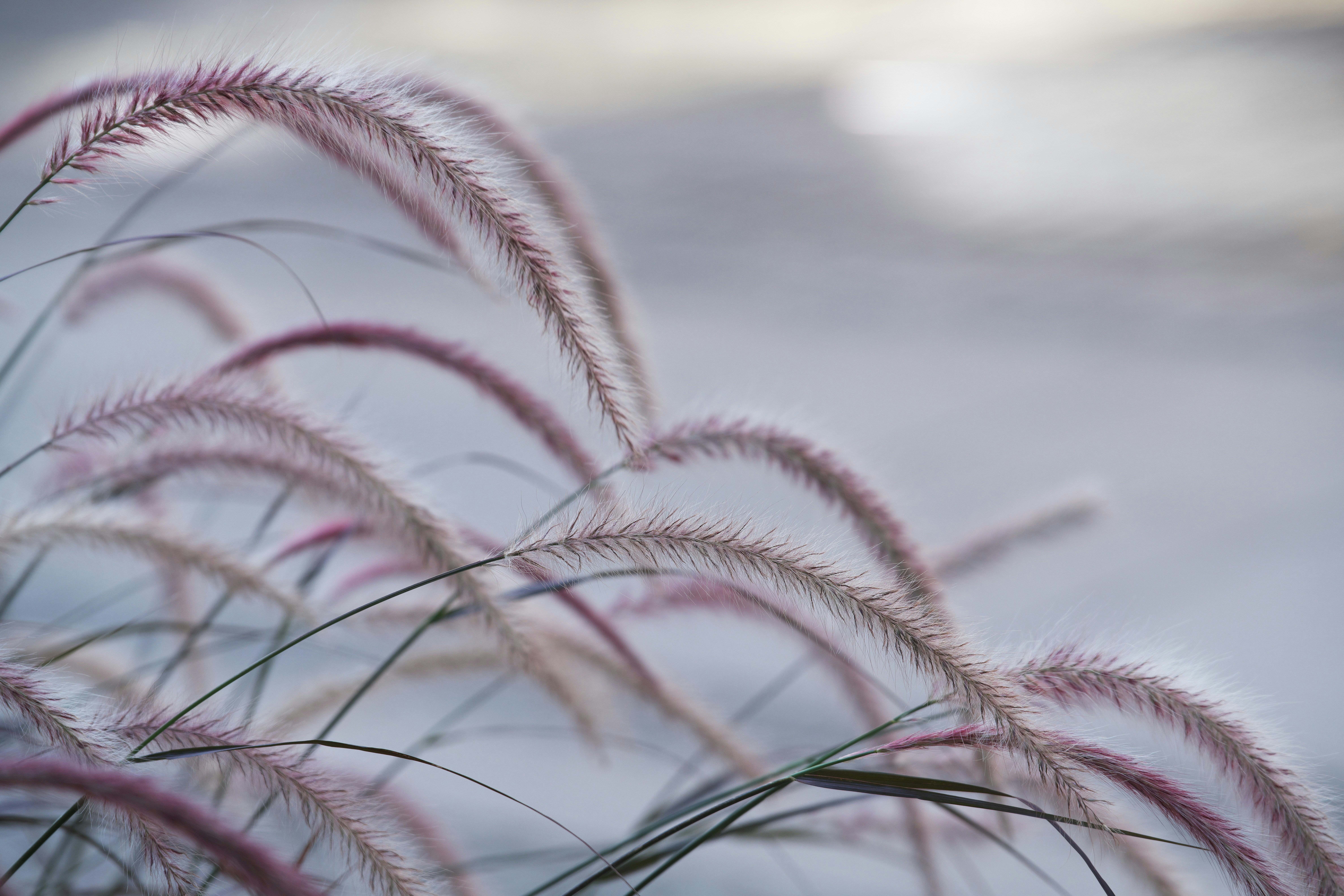 Whispers of the Wind: Graceful Grasses in Motion