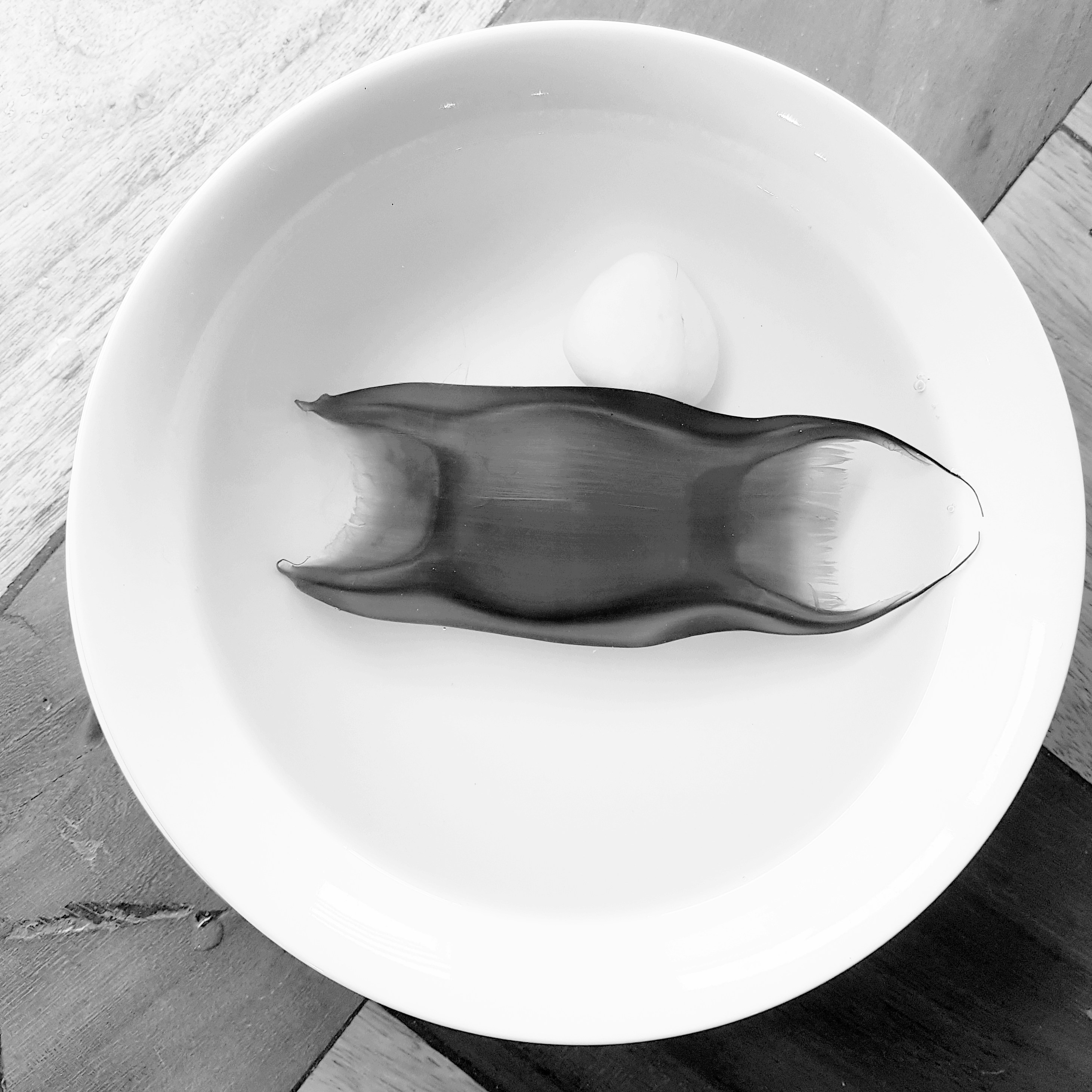 A mermaid’s purse and a white stone in a white bowl with water | A shark egg case in a white bowl.