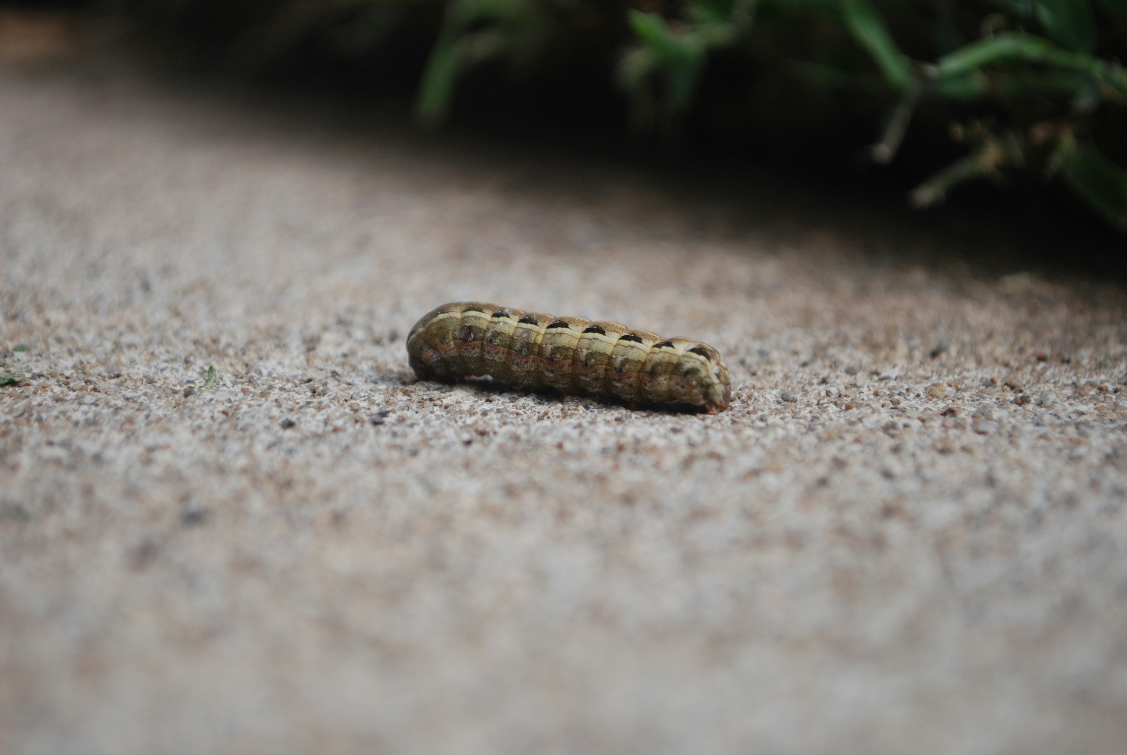 A close-up view of a small, segmented caterpillar resting on a rough, sandy surface. The caterpillar, featuring a muted green and brown coloration with subtle darker spots along its body, is the focal point of the image. In the background, blurred green foliage adds a natural contrast, suggesting an outdoor setting. The shallow depth of field highlights the caterpillar's texture and details against the earthy ground. Perfect for nature and wildlife enthusiasts. | A small caterpillar crawls on a textured surface.