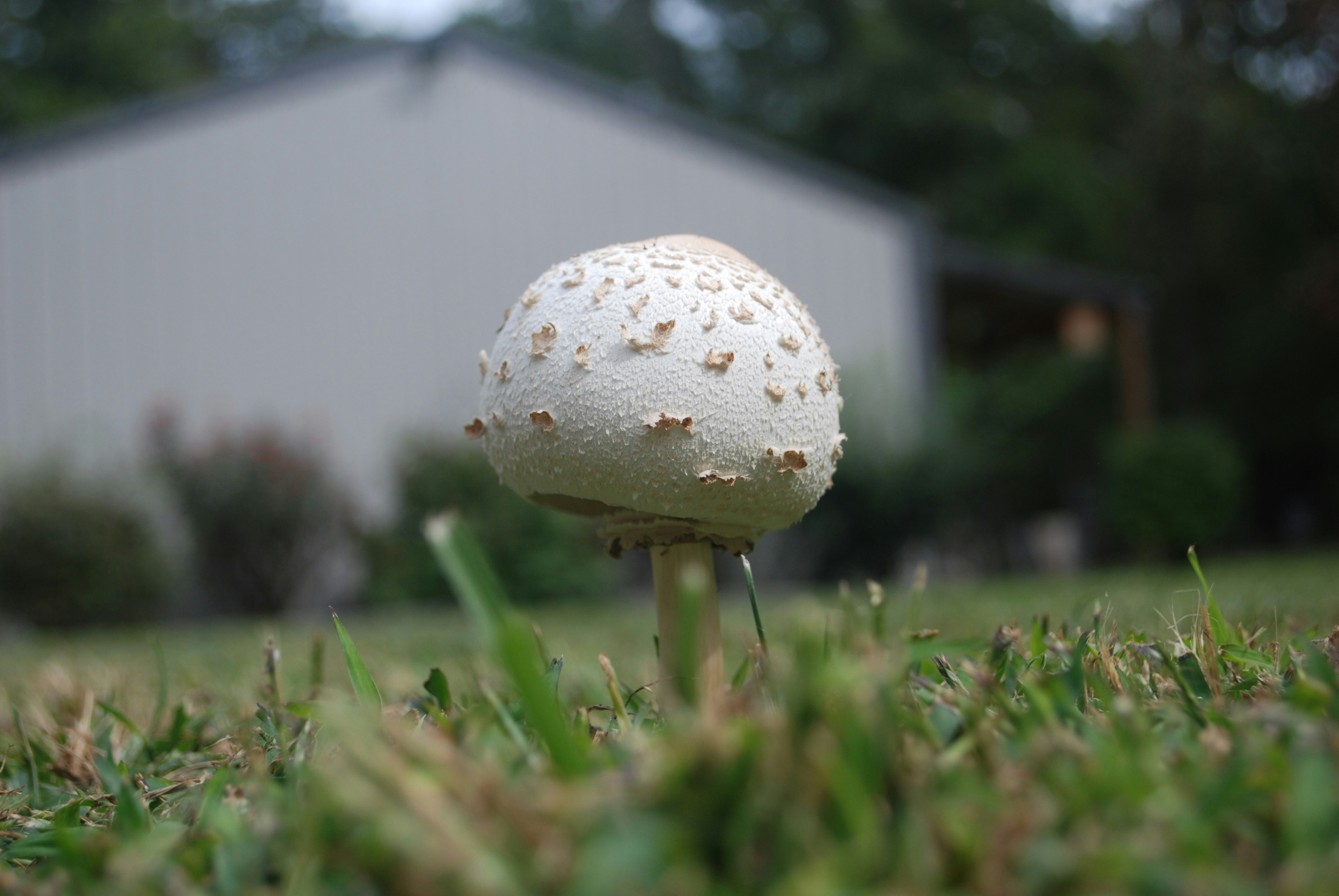Whimsical Mushroom on the Lawn